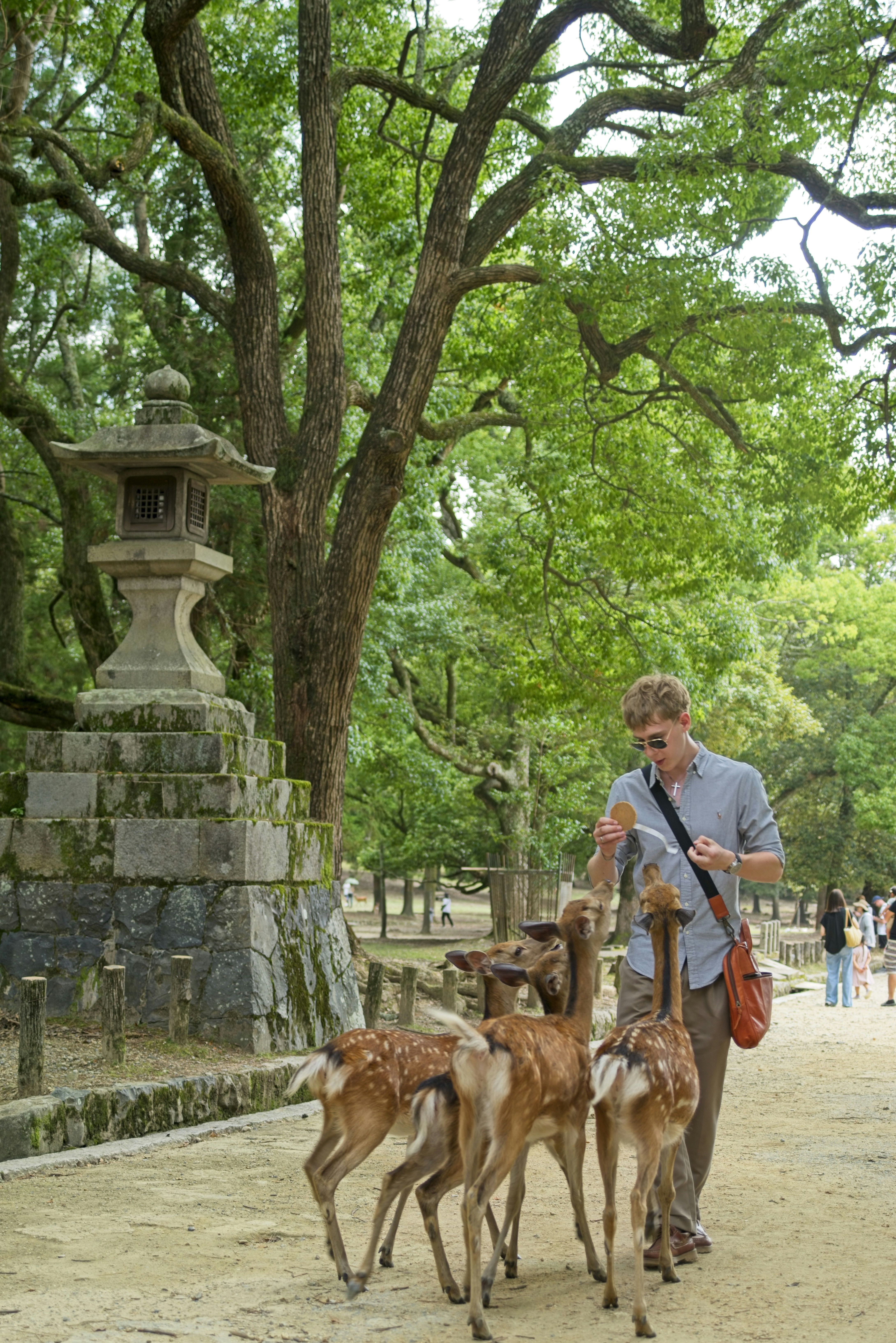 A young man feeds deer crackers to a small huddle of spotted sika deer, their ears alert as they crowd close beneath the shade of towering, moss-draped trees. Behind him, an ancient stone lantern rises on a mossy pedestal, weathered by centuries within Nara's sacred park grounds. Dappled sunlight filters through the dense canopy, softening the summer heat. This lively, intimate scene captures the classic Nara experience — gentle deer eagerly seeking treats from visitors amid a backdrop of historic stonework and lush greenery.