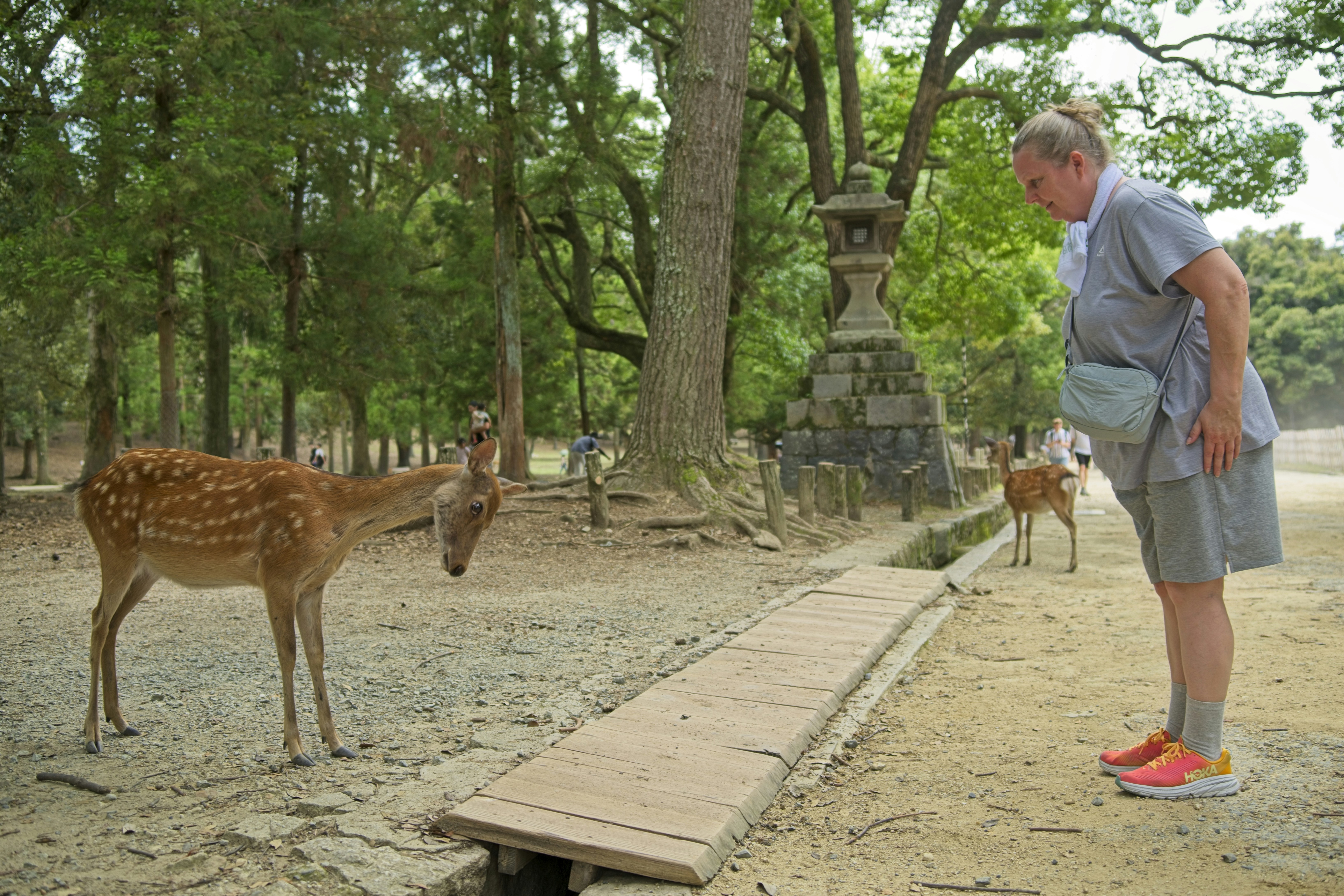 Gentle Encounter: A Deer and a Curious Visitor in the Park