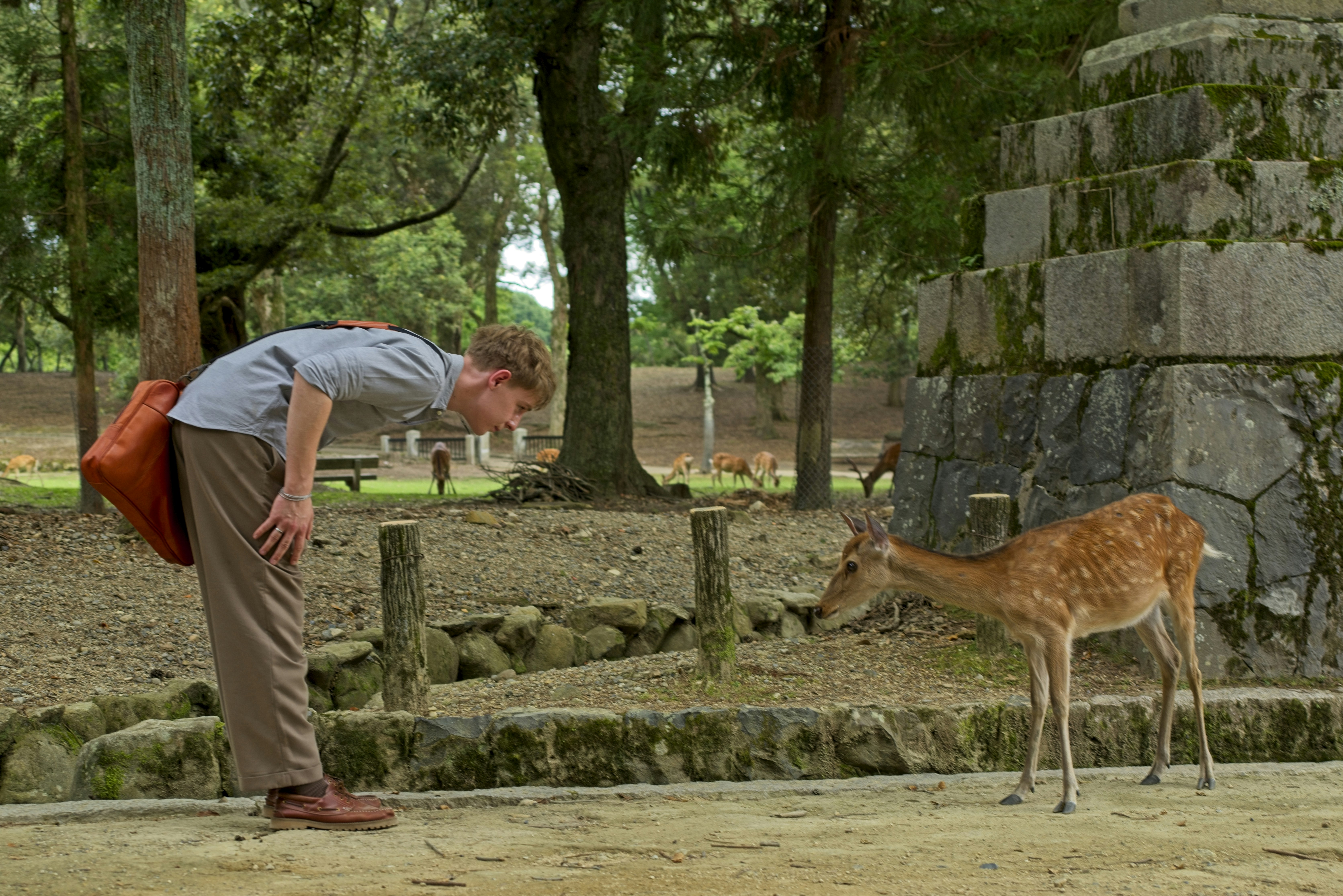A young man leans forward curiously to meet the gaze of a spotted sika deer, both bowing toward each other in a quiet moment of connection beside a mossy stone wall in Nara Park. Behind them, a small herd of deer grazes peacefully across a gravel clearing framed by tall cedar trees. The man's orange leather satchel adds a warm pop of color against the muted greens and browns of the forest setting. This candid, personal exchange captures the gentle familiarity between Nara's famous deer and their visitors on a calm summer afternoon.