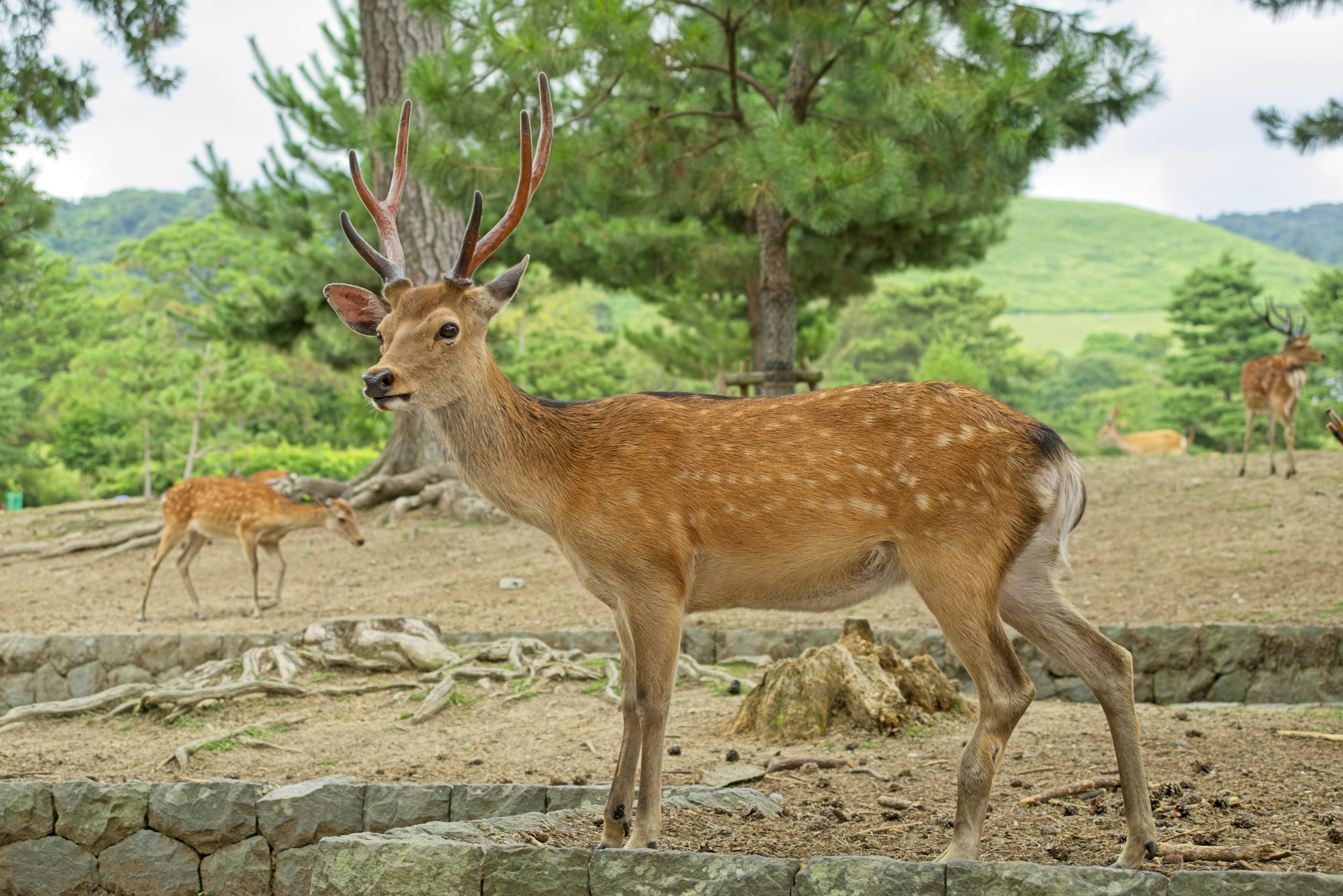 A majestic antlered stag stands alert on a stone wall, its velvety horns branching upward against a backdrop of pine trees and rolling green hills. Its spotted summer coat gleams in the soft afternoon light, while a fawn grazes quietly in the background and another deer pauses nearby. Twisted tree roots and weathered stones add rustic texture to the scene. This tranquil, unposed moment captures the wild beauty and natural grace of Nara's free-roaming sika deer in their forested park habitat.