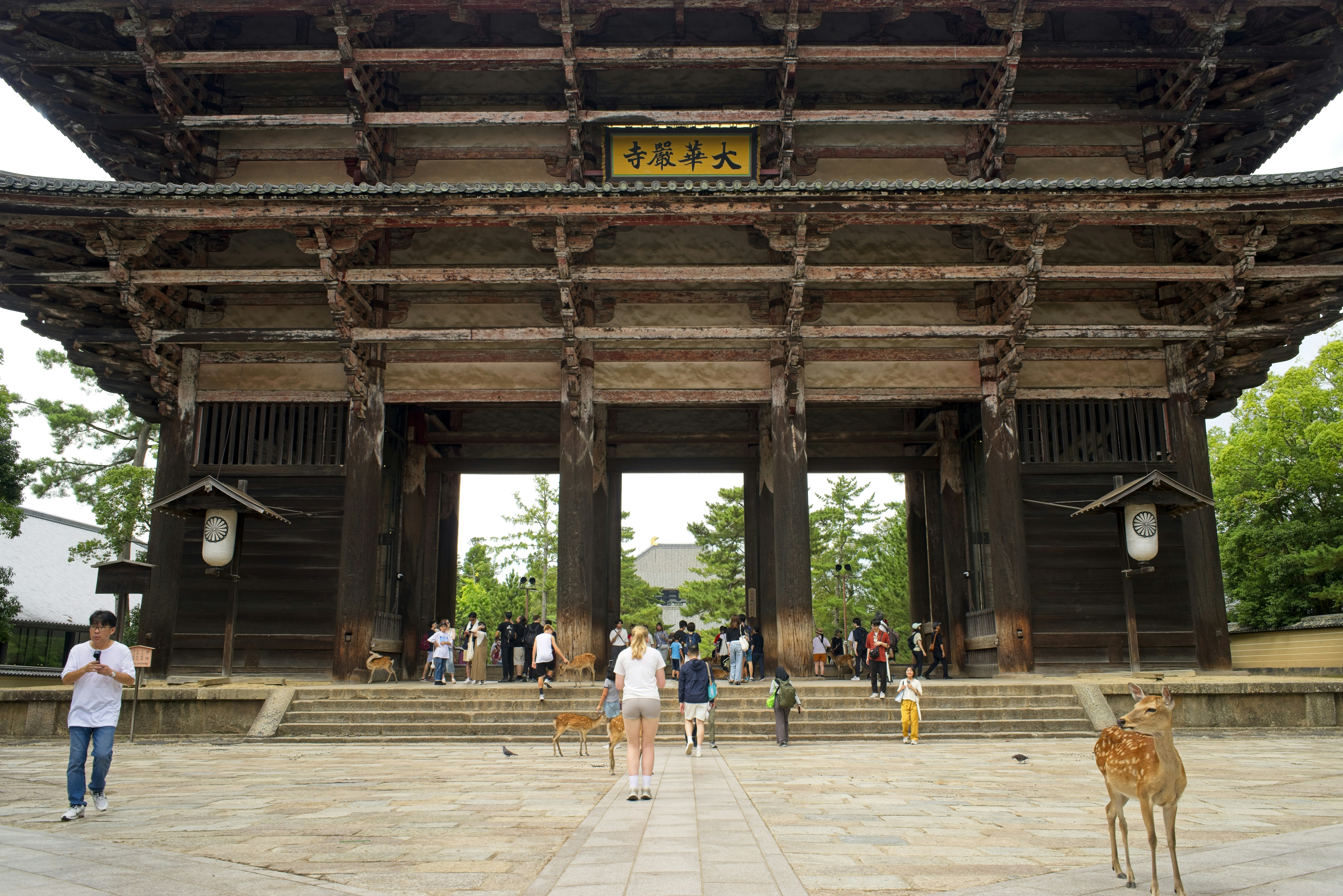 Beneath the towering wooden beams of Todai-ji's ancient Nandaimon Gate, a tame deer stands calmly in the foreground as tourists cross the stone plaza and climb the worn steps. The gate's massive weathered pillars and gilded signboard frame a glimpse of temple grounds beyond, while paper lanterns hang from its dark timber structure. Visitors of all ages pause to photograph or interact with the deer scattered throughout the courtyard. This bustling yet timeless scene captures the everyday coexistence of history, wildlife, and tourism at one of Nara's most revered landmarks.