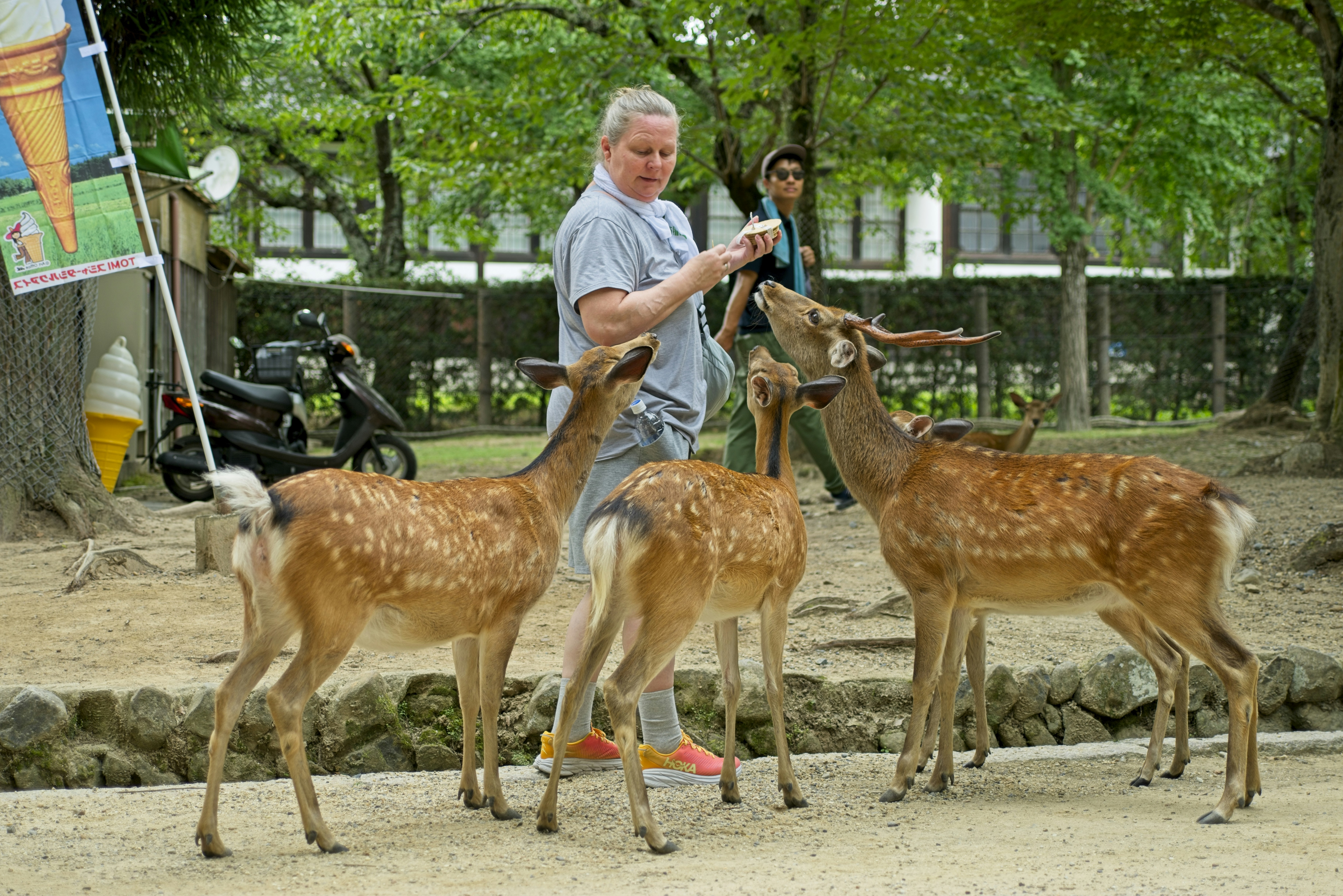 Feeding Moment: A Deer Herd Gathers Around a Careful Handler