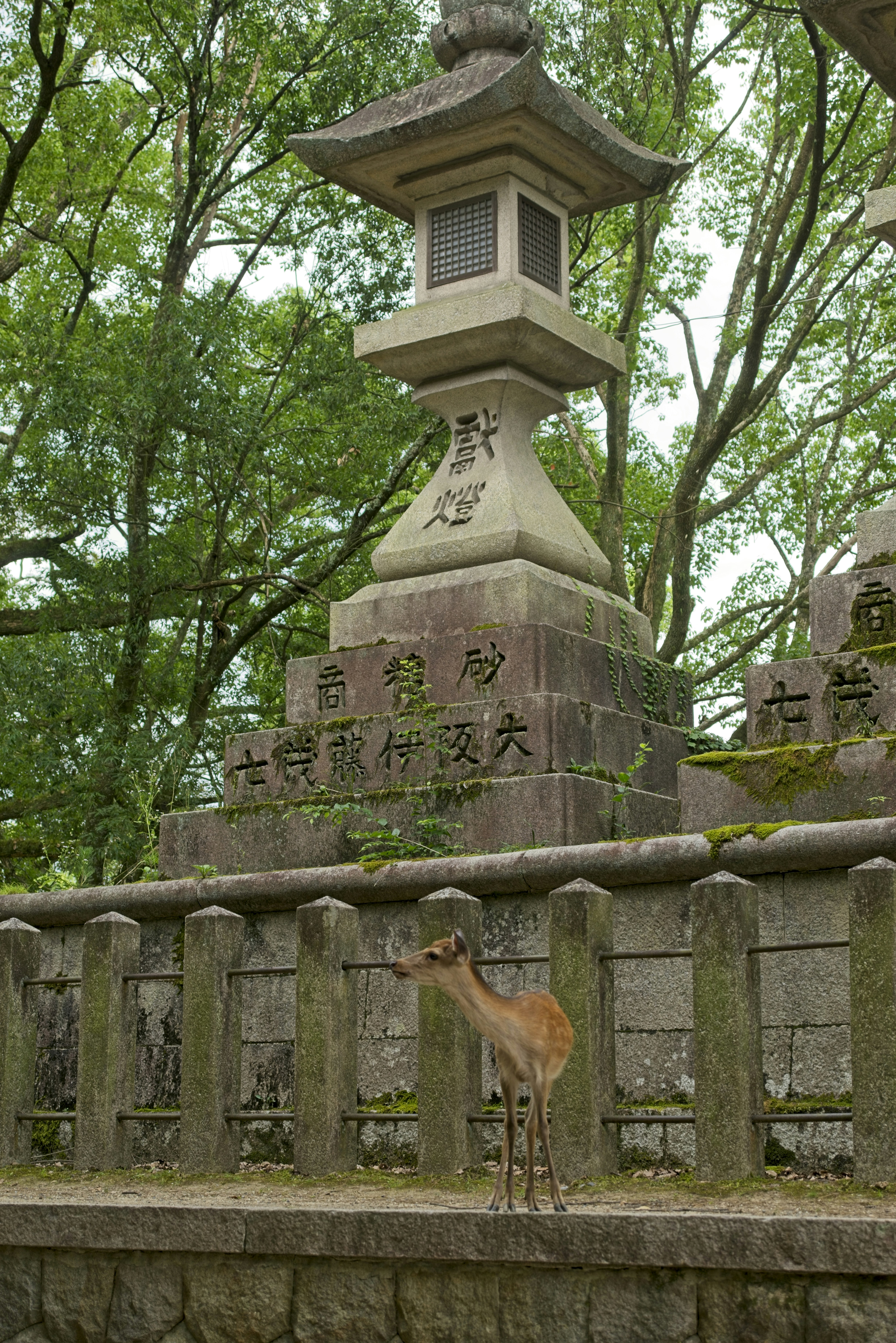 A young deer peers curiously through a weathered wooden fence, framed by a towering stone lantern engraved with Japanese kanji donor inscriptions. Moss creeps across the ancient granite base, hinting at generations of history within Nara's shrine grounds. Dense green trees rise behind the monument, filtering the summer light into a cool, shaded glow. This quiet, contemplative scene captures the deep connection between nature, wildlife, and centuries-old craftsmanship that defines Nara's tranquil temple surroundings on a humid afternoon.