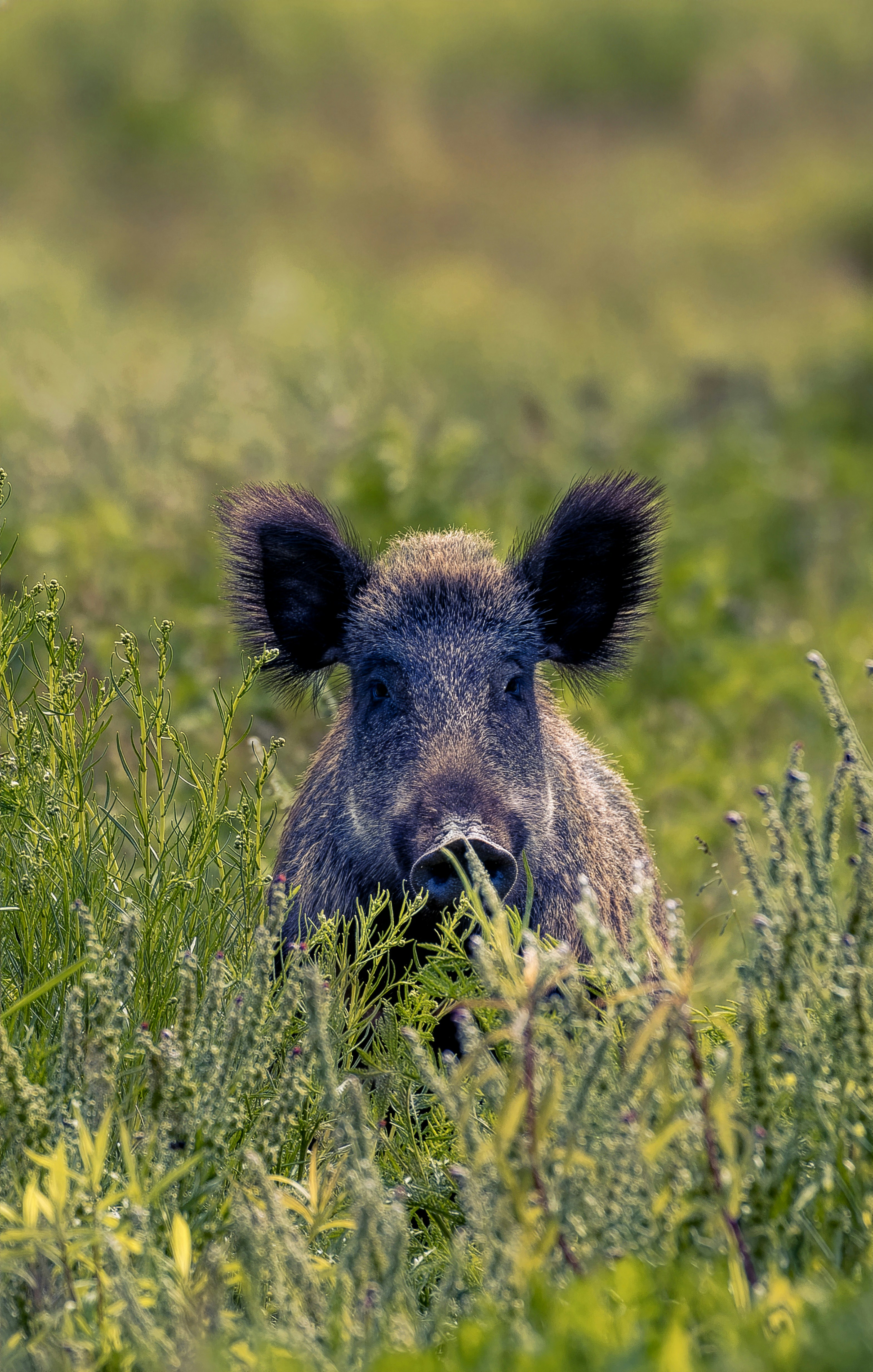 Ambush in the Tall Grass: A Wild Boar Stares Down the Lens