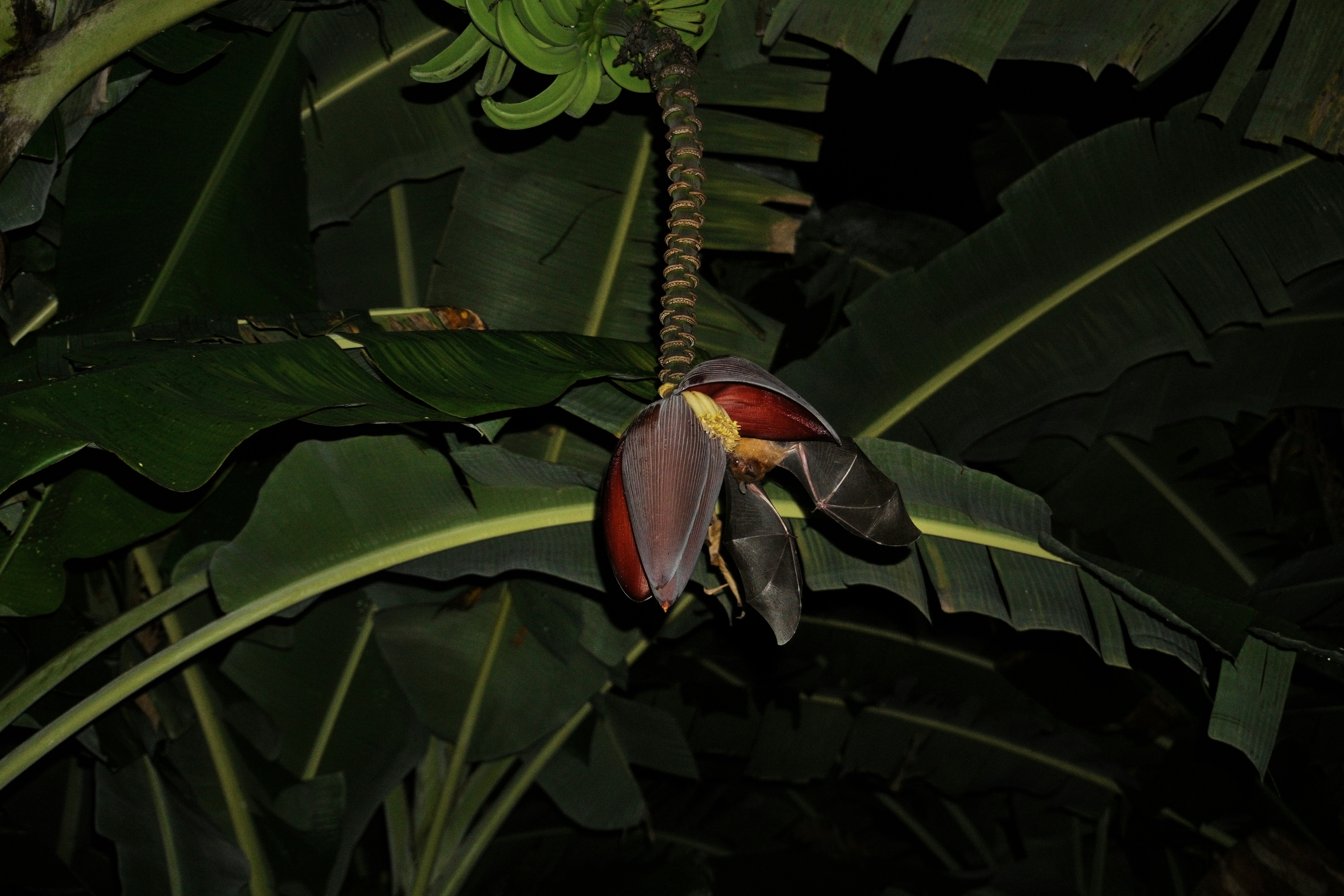 Night Bloom: The Crimson Banana Palm in Focus