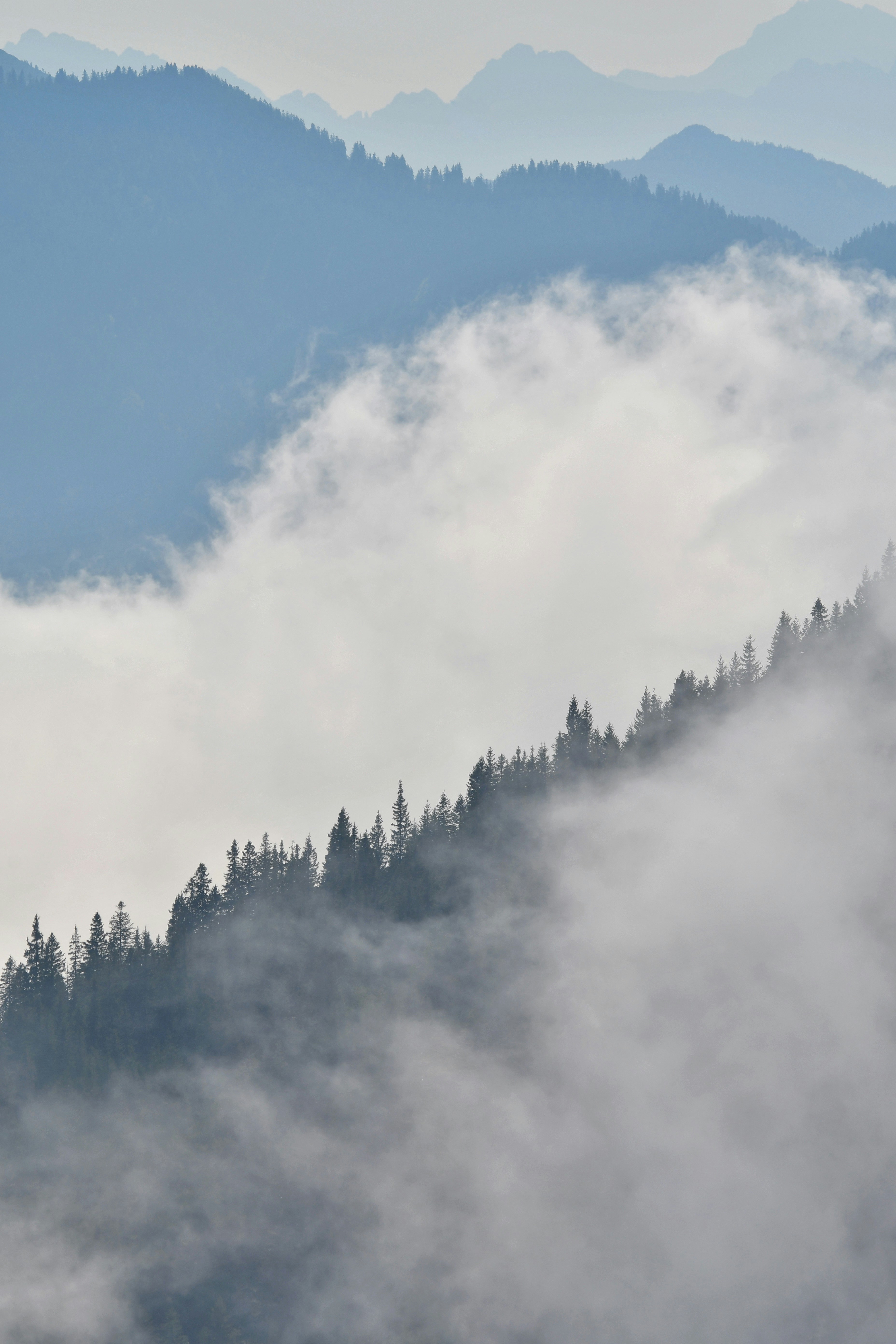 Mist-cloaked ridge: pine silhouettes against layered mountain blues
