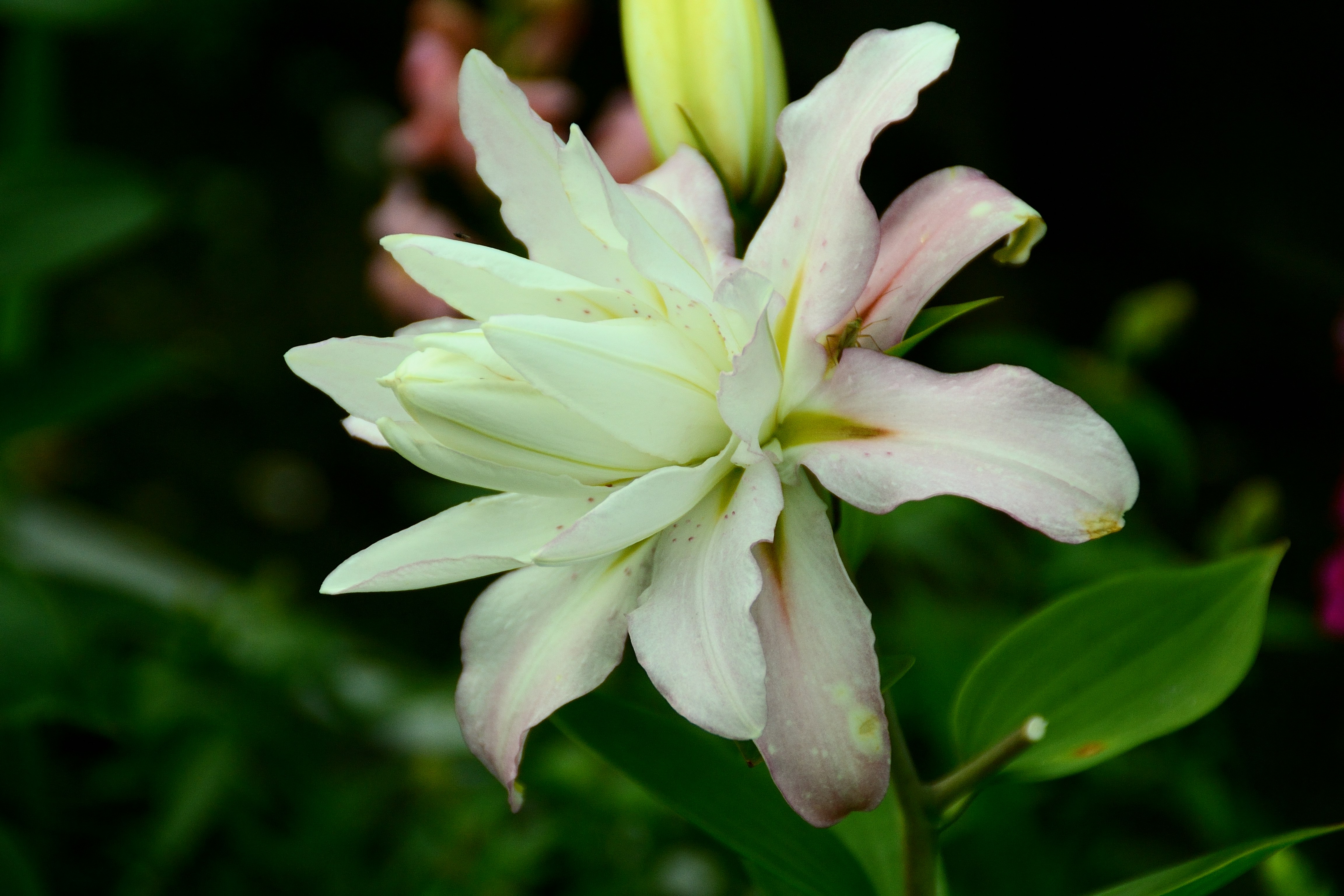 White lily in soft garden glow with pale pink-tipped petals