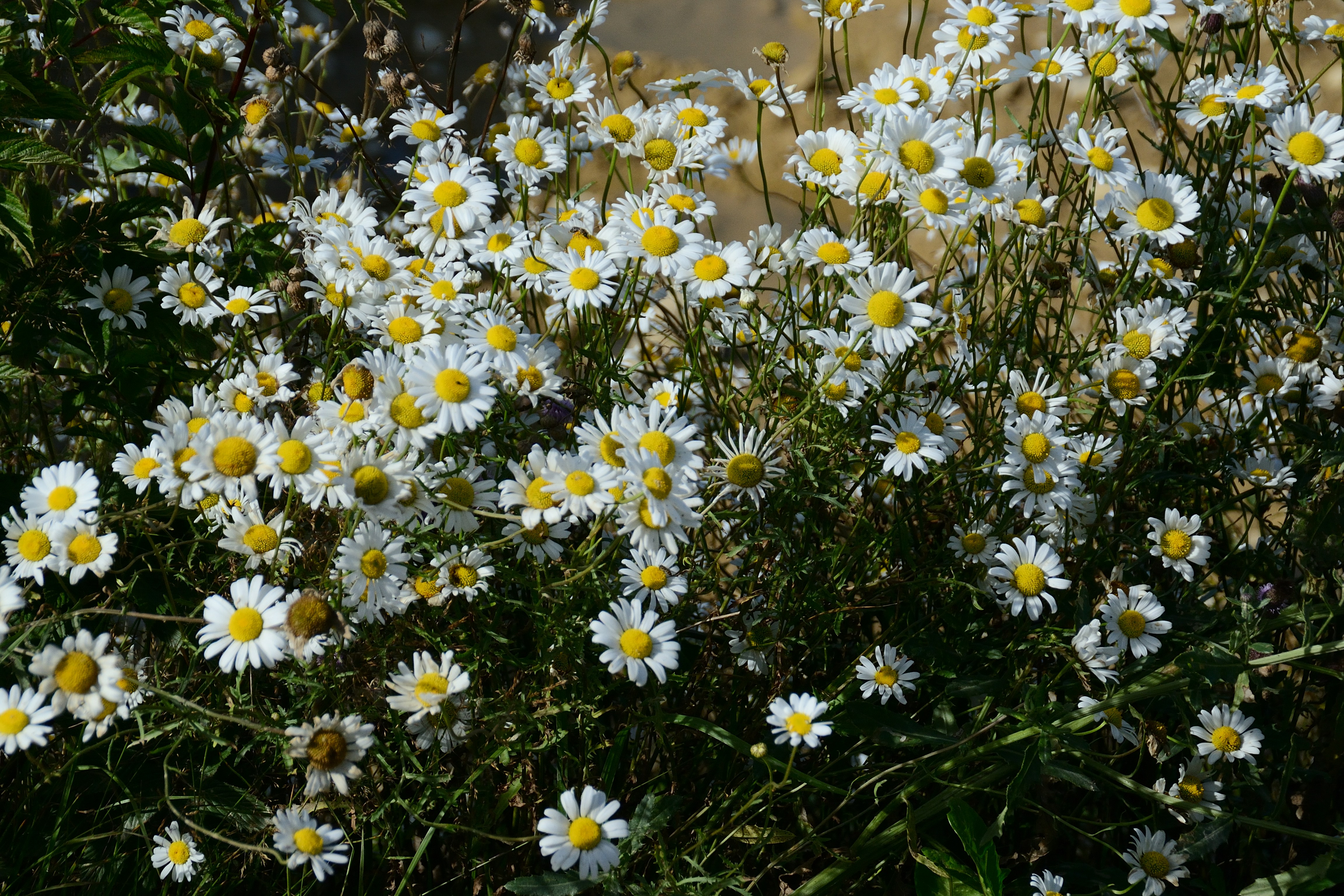 Field of White Gold: Daisy Meadow in Sunlit Clump