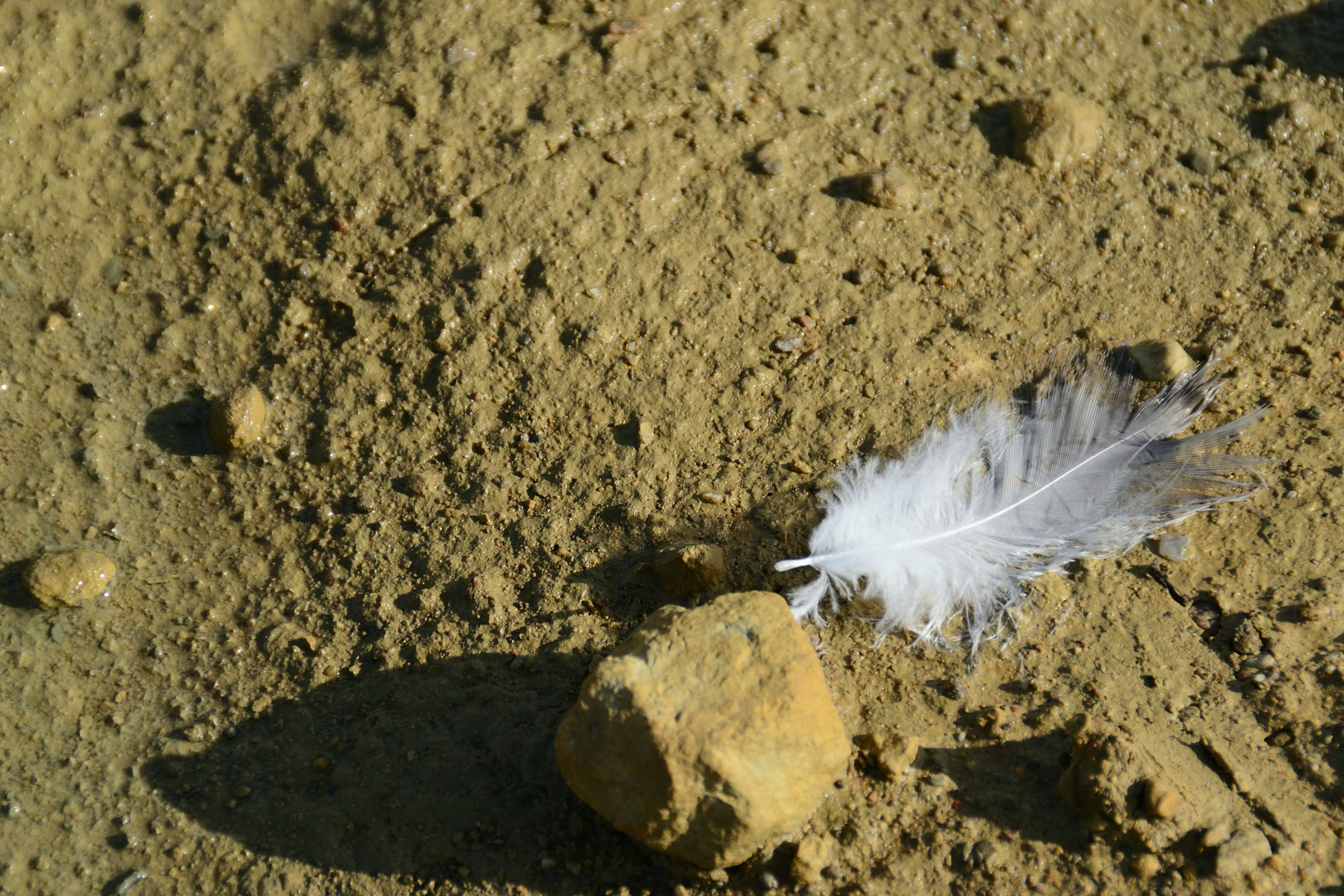 Feather among gravel: a quiet, earthy moment