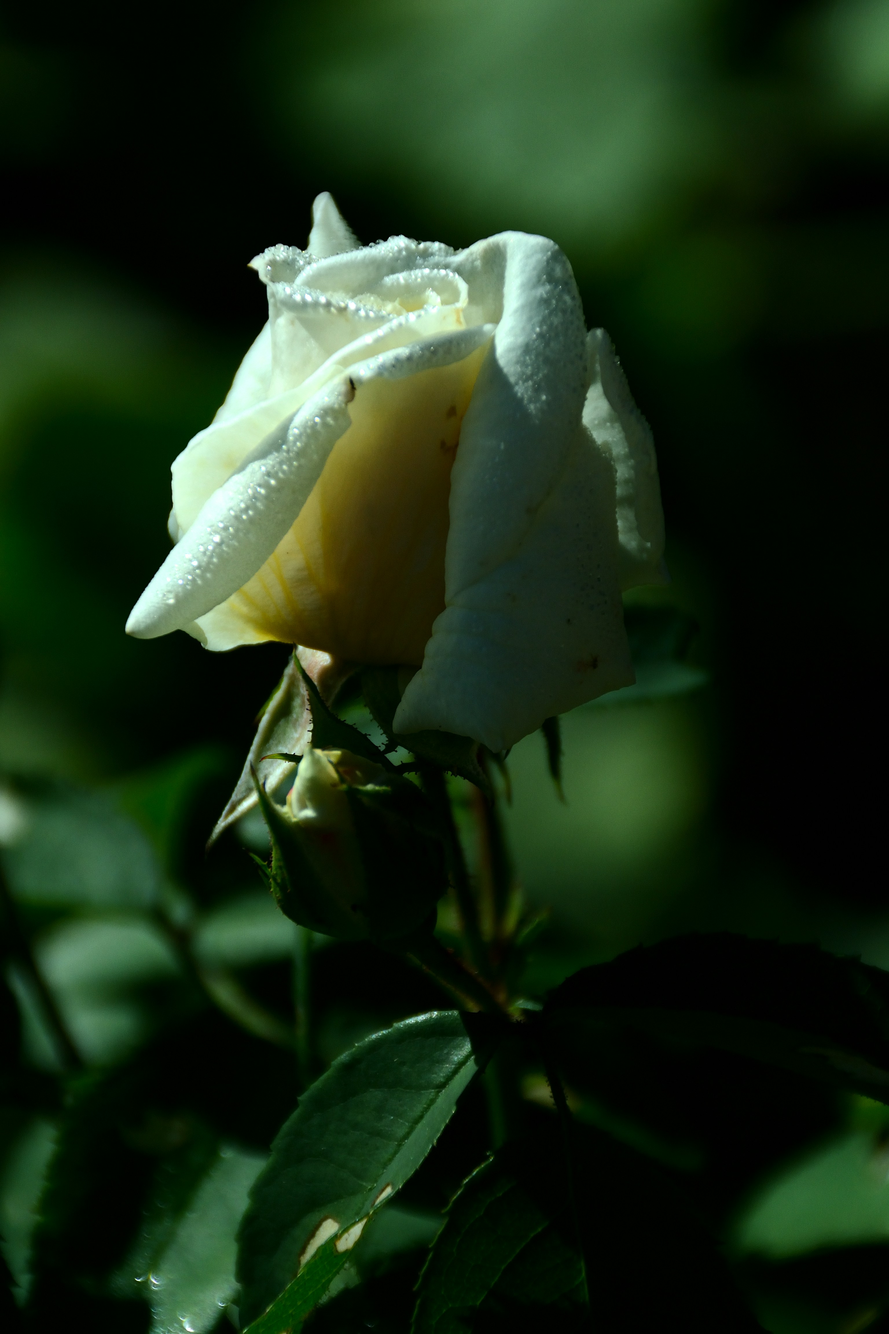 White Rose in Shaded Spotlight