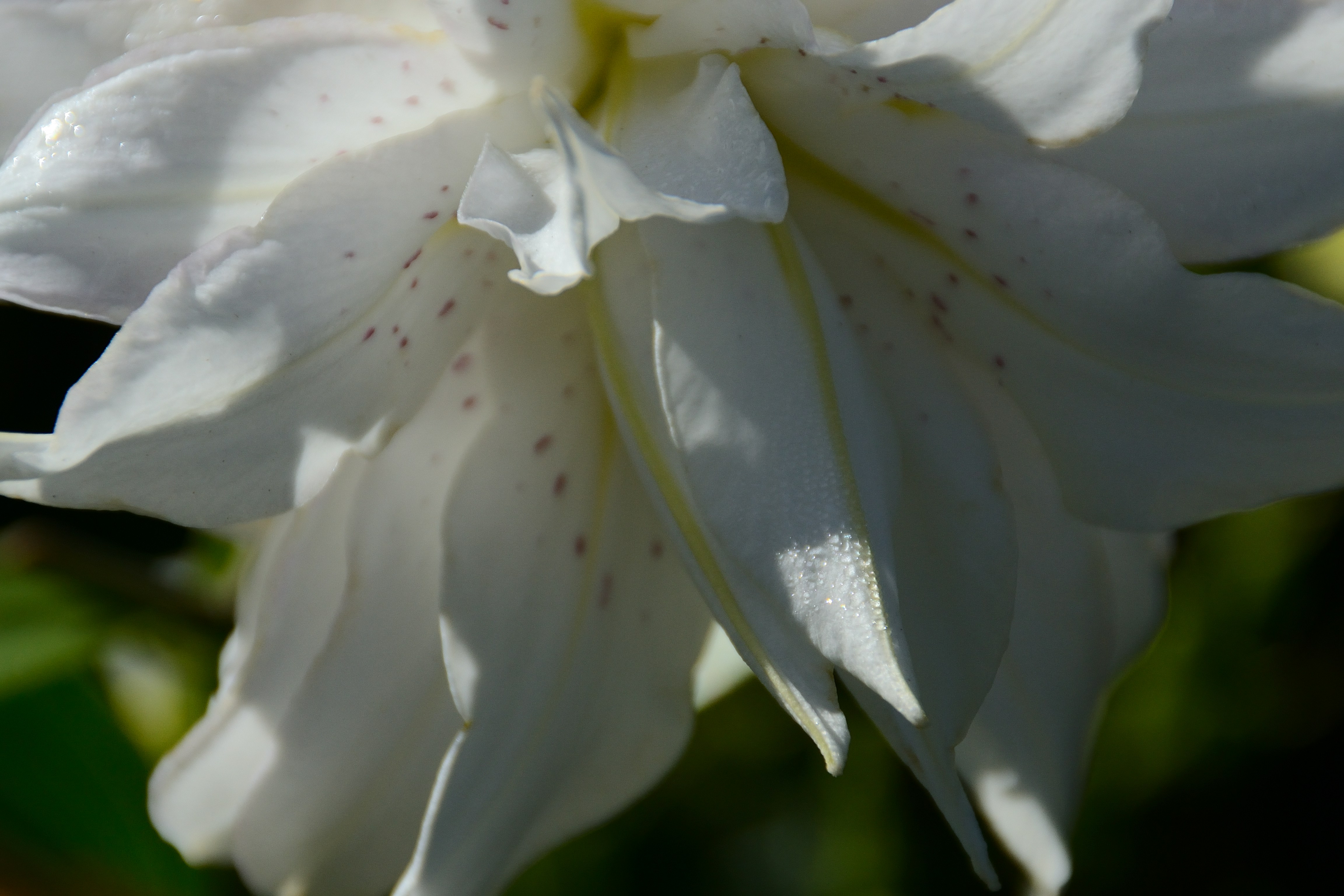 Whispering Petals: A Quiet White Bloom in Focus