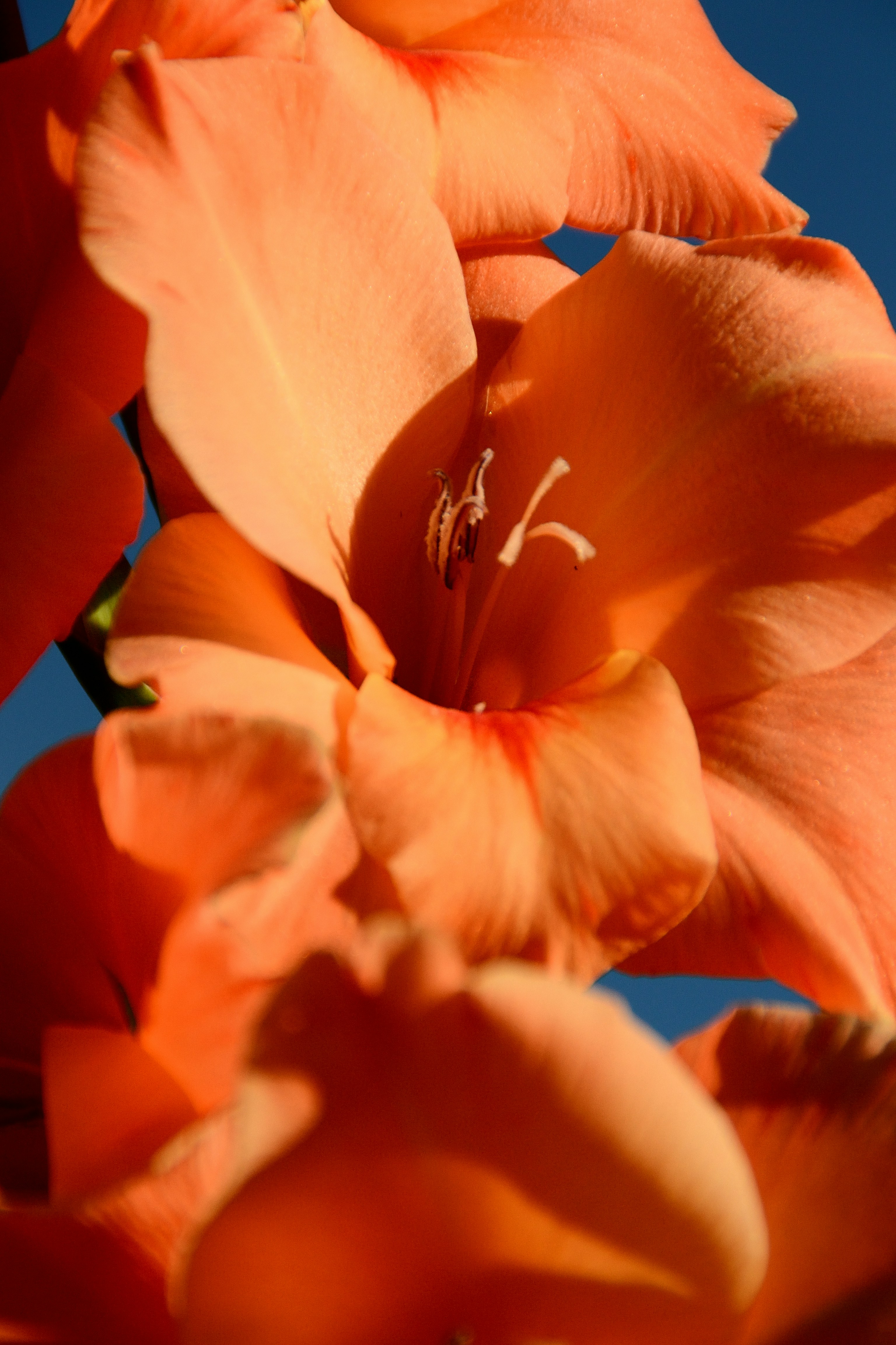 Orange trumpet blooms reach toward a clear blue sky