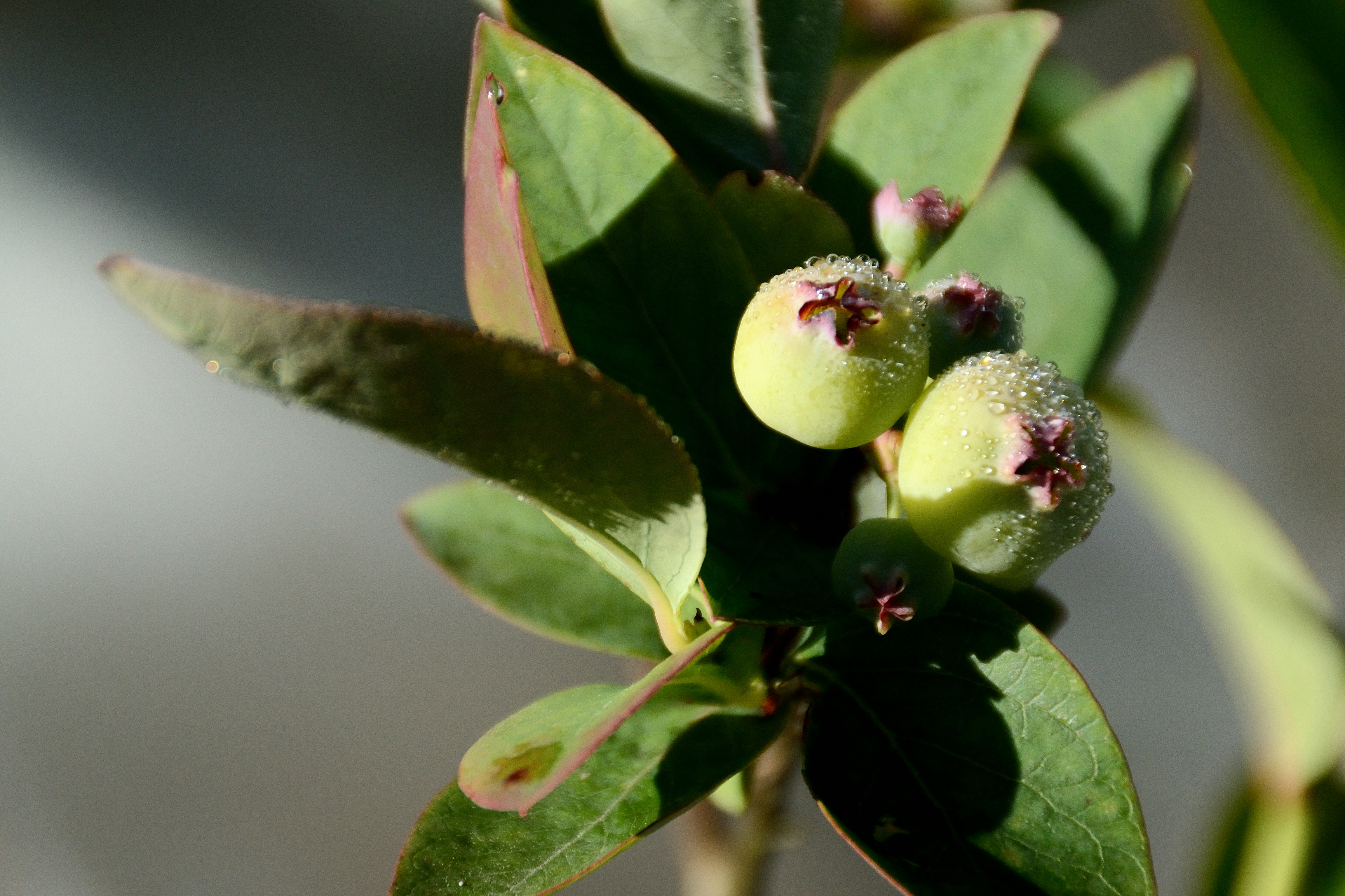 Early fruit buds in sharp focus against blurred foliage
