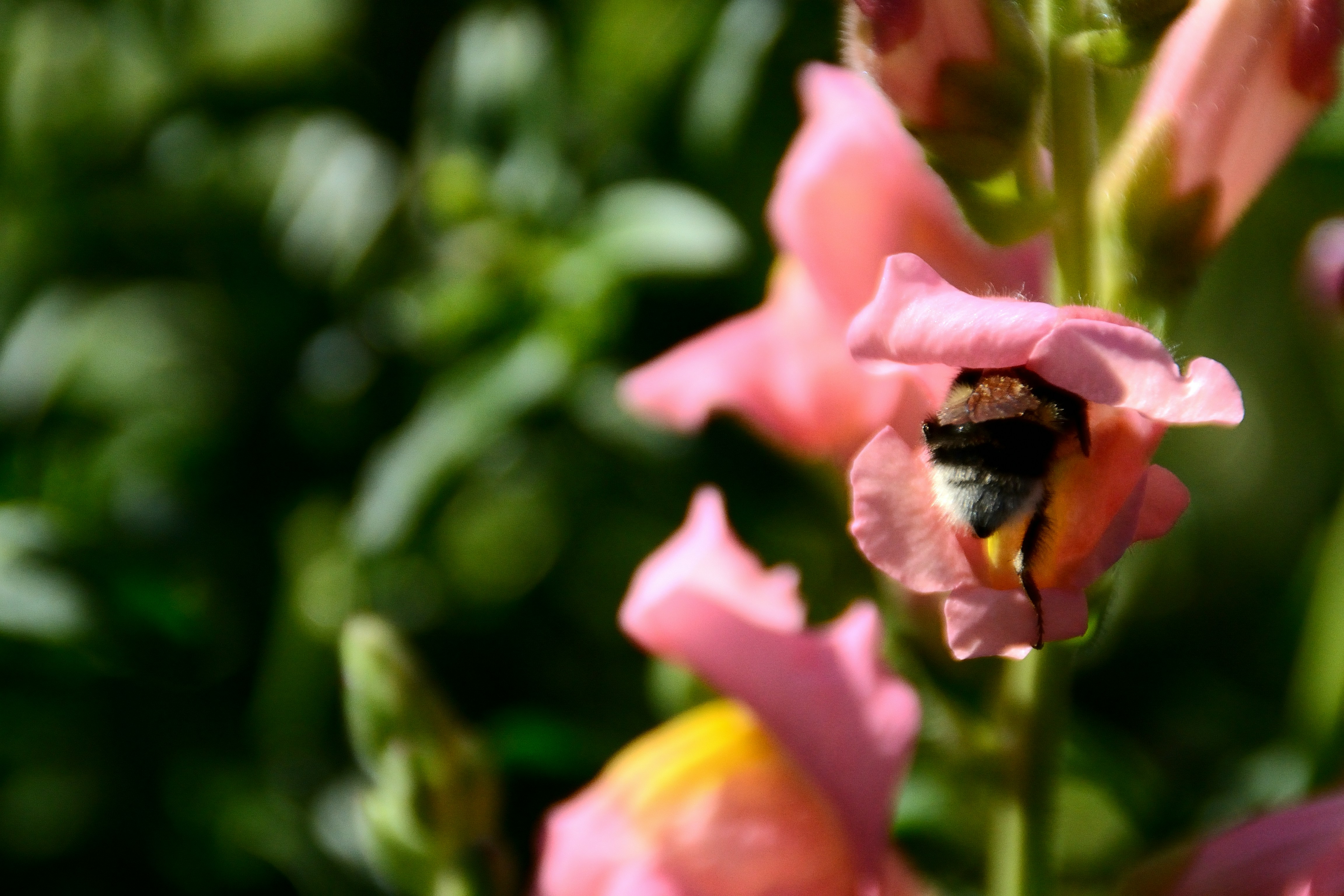 Bee on a pink trumpet flower: a sunlit moment of pollination