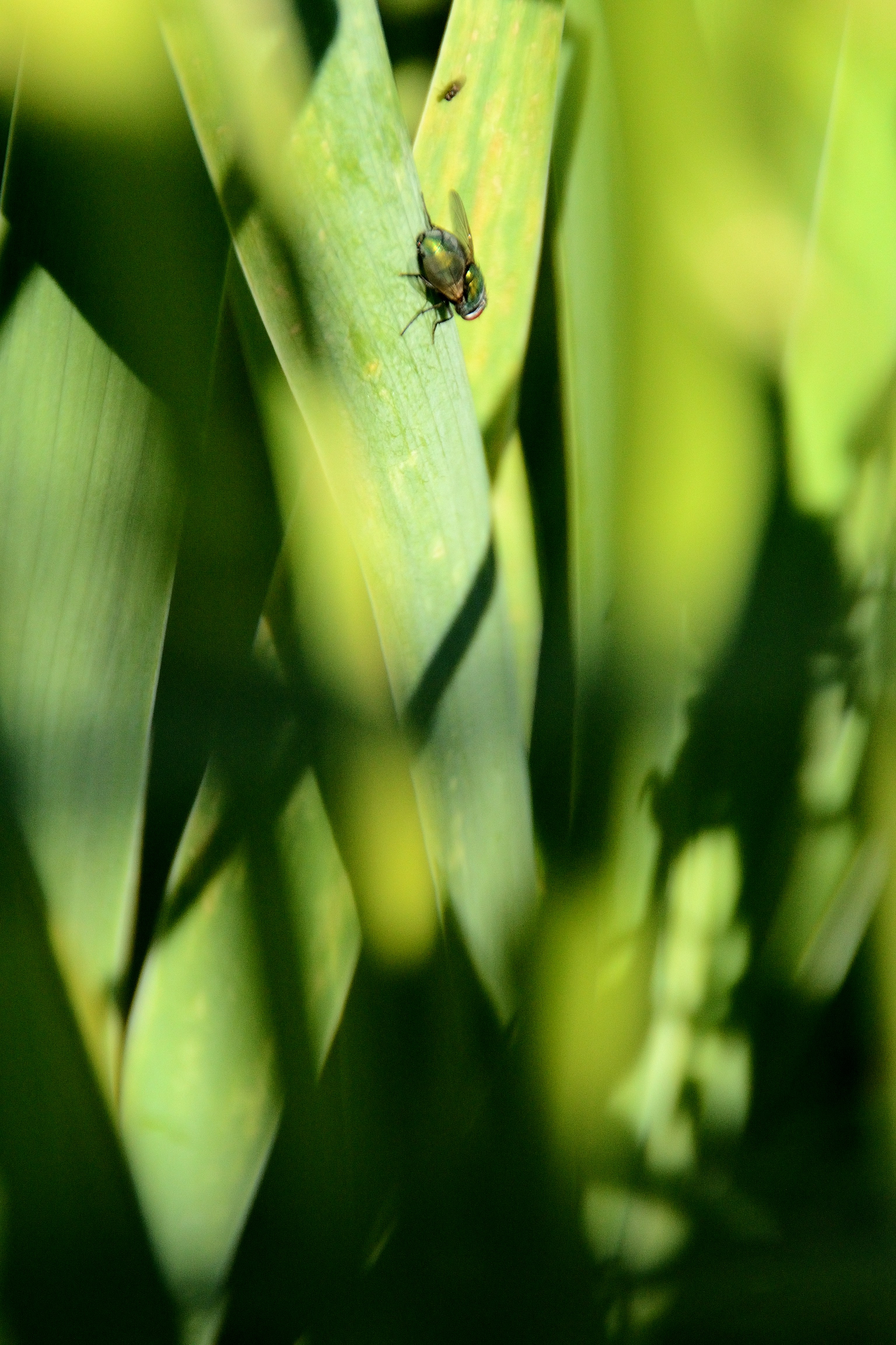 Macro Spotlight: a tiny beetle clings to a leaf blade