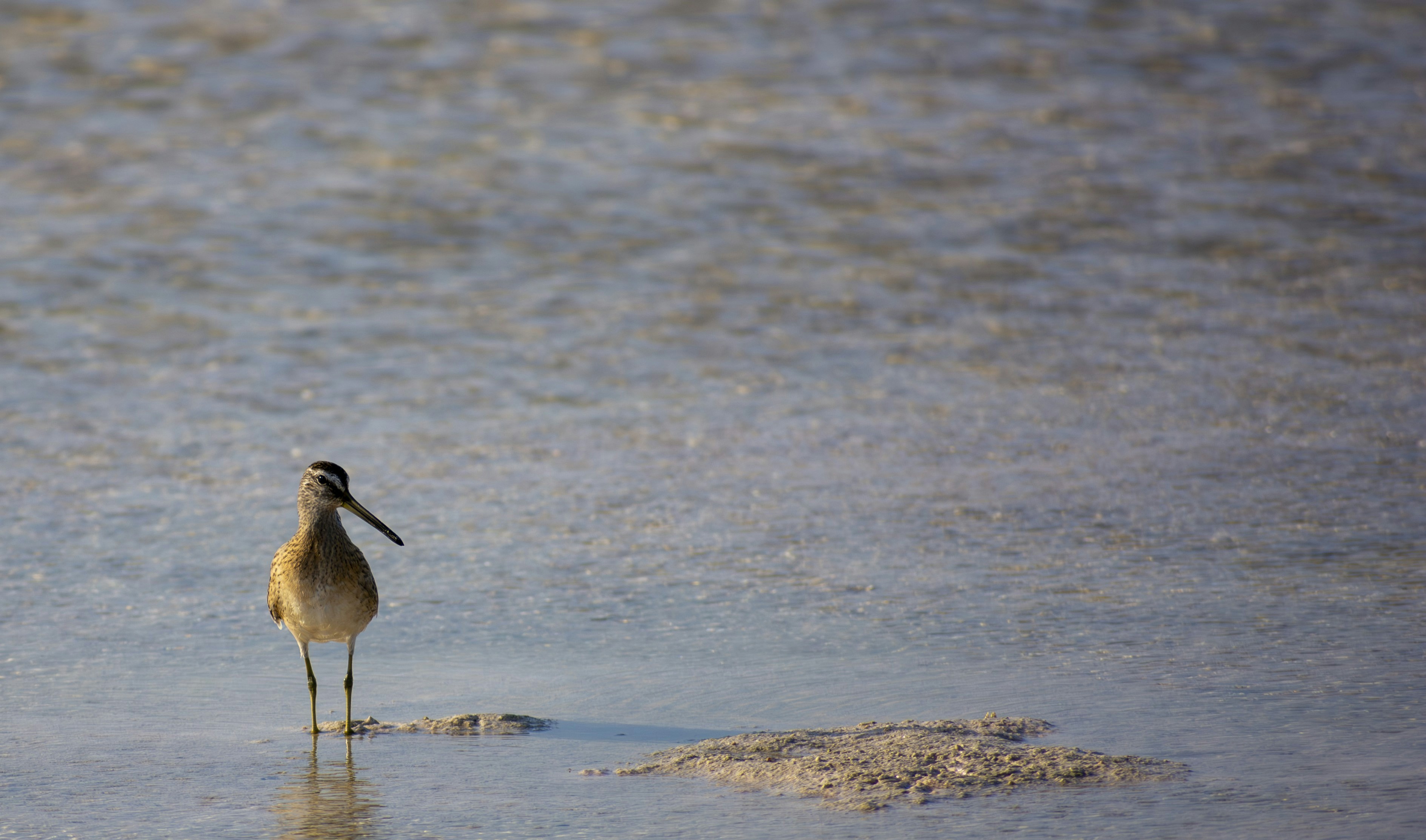Lonely Shorebird Stands Guard at the Tidal Edge