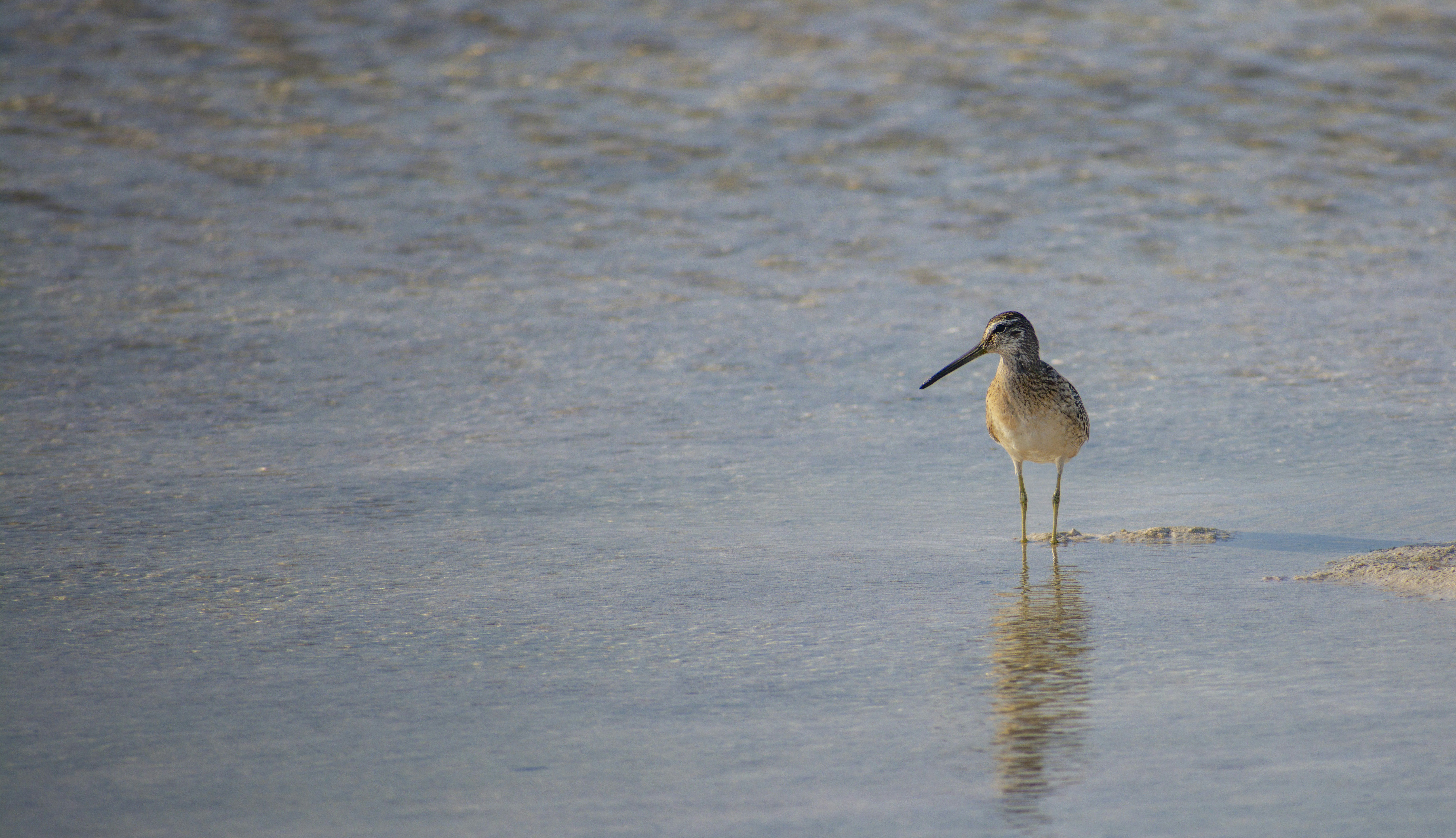 Wading Shoreline Watcher: A Long-Billed Avocet on Calm Tidal Glass
