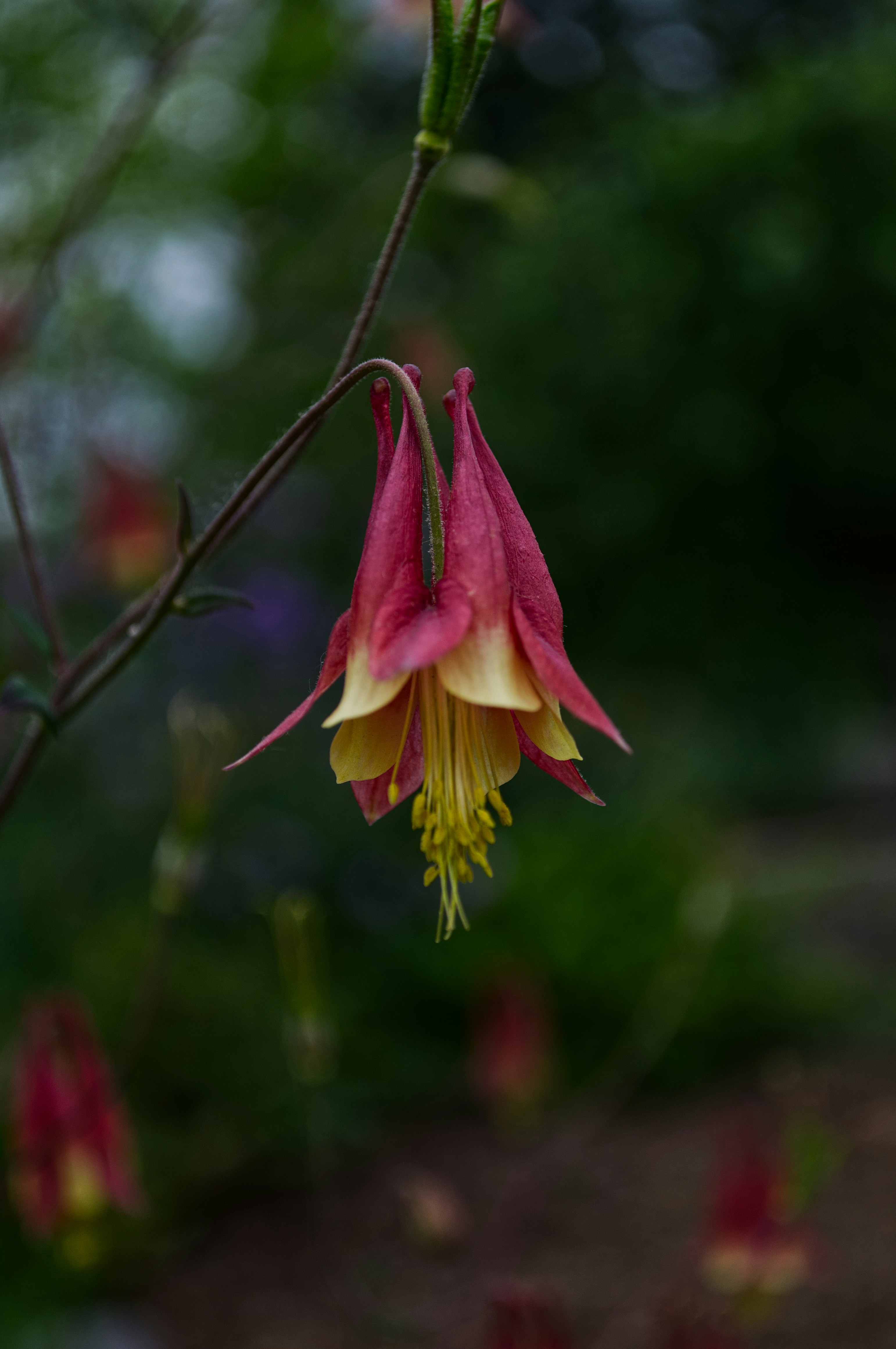 Pendant Bloom: A Magenta-Yellow Fuchsia Subtly Framed
