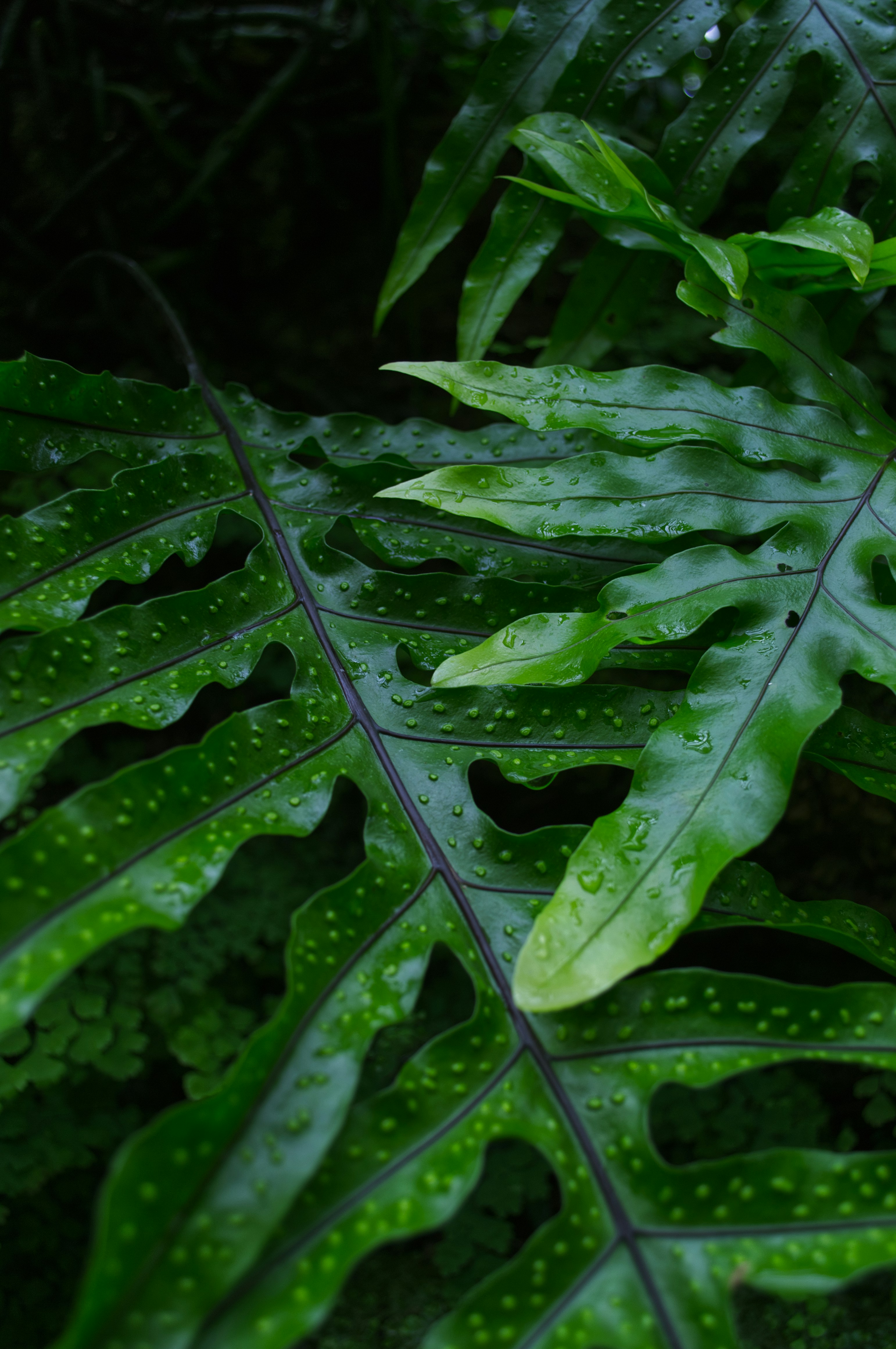 Emerald Fronds: A Close-Up of Rain-Kissed Fern Leaf Texture