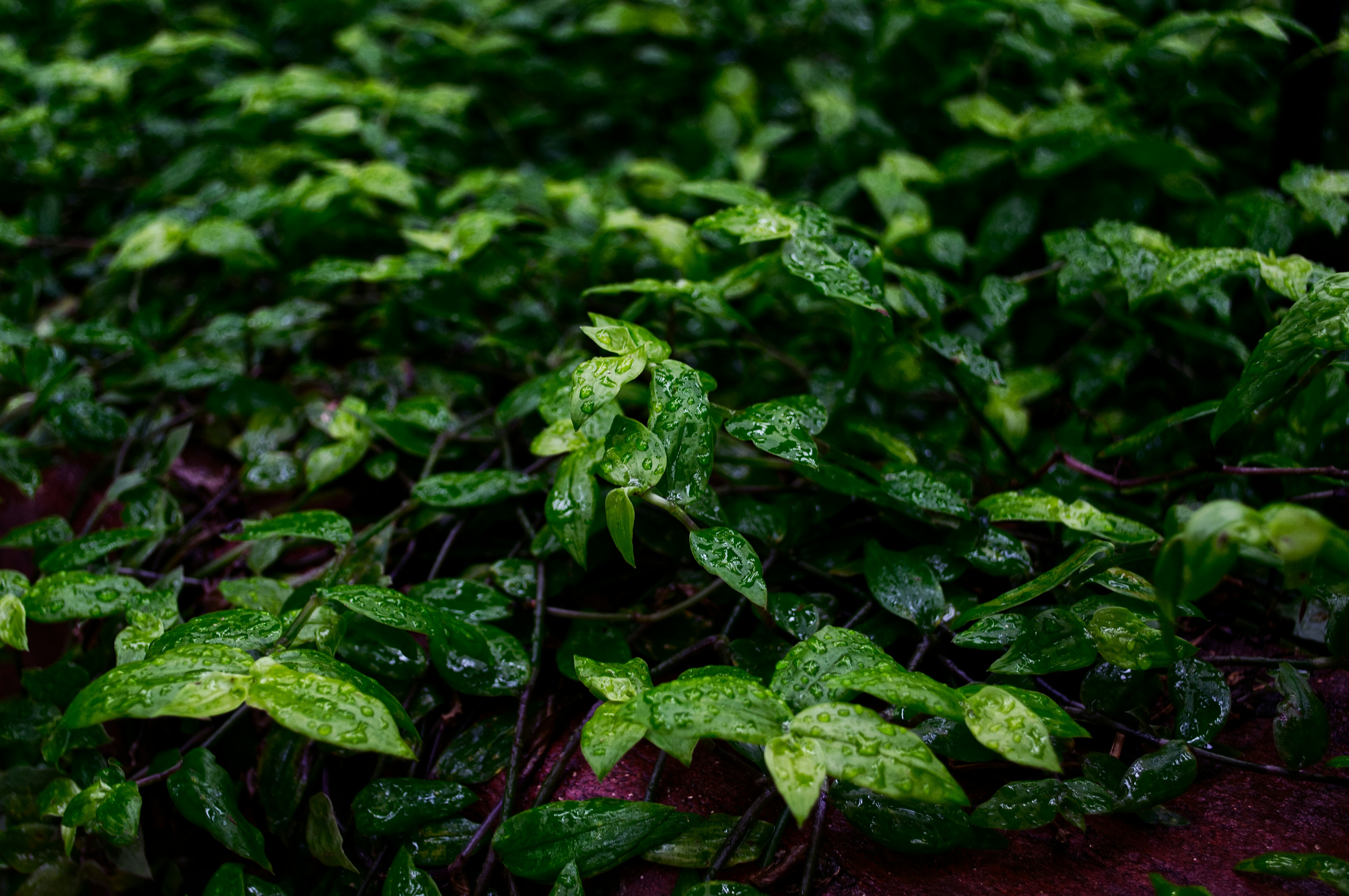 Emerald Vines: Dew-Kissed Foliage Clinging to a Wall