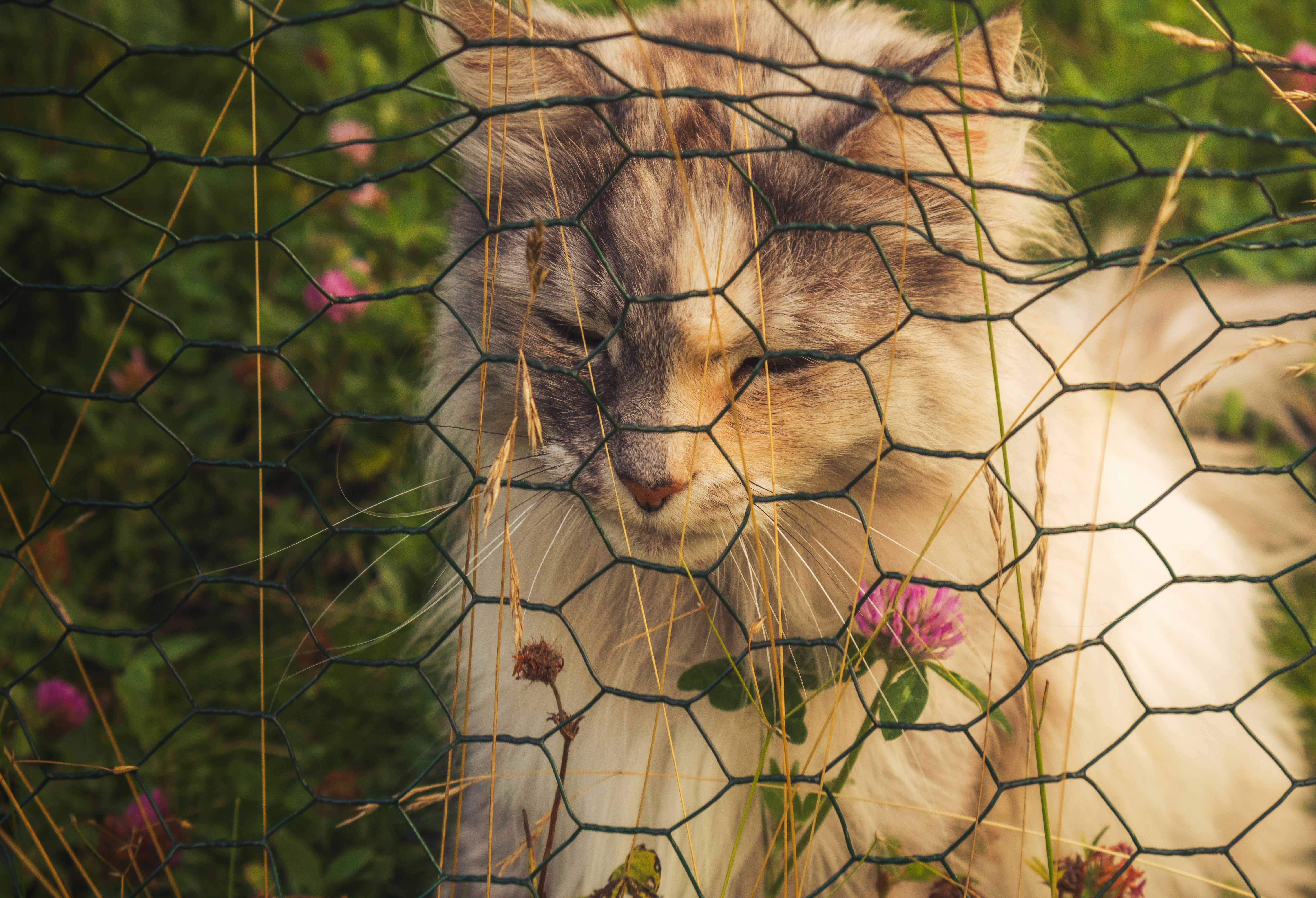 Hidden Gaze Behind the Mesh: A Cat Among Wildflowers