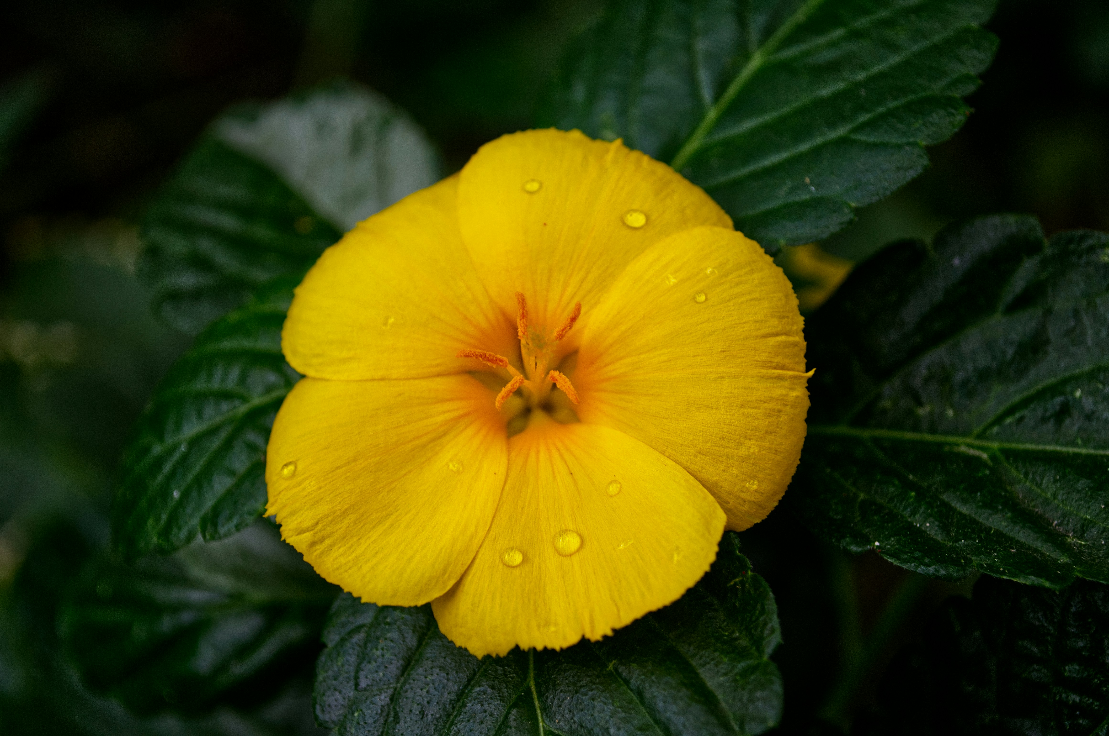 Golden Petal Focus: A Yellow Flower Emerges from Dark Green Veils