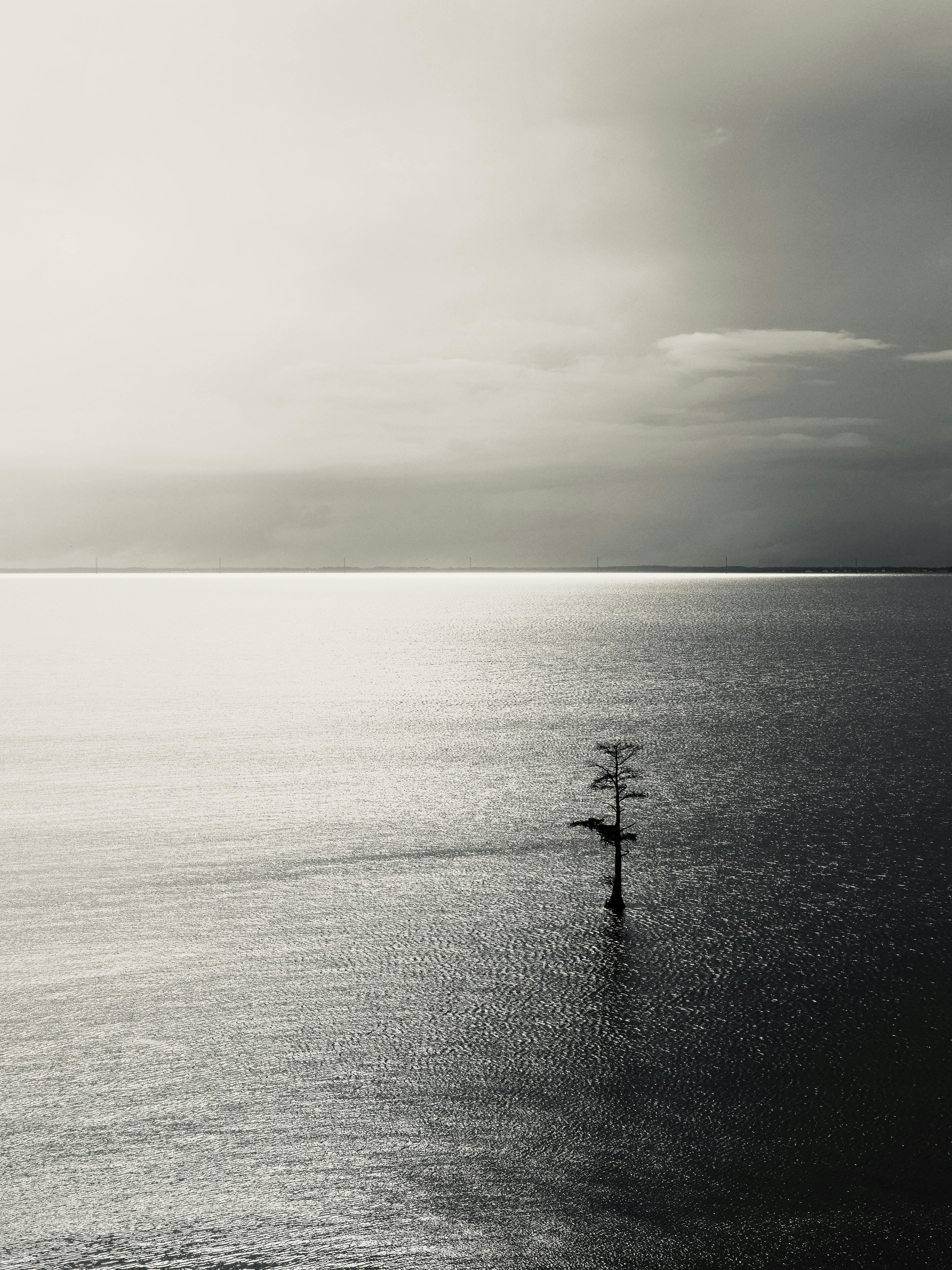 Lone Tree in a Metallic Sea