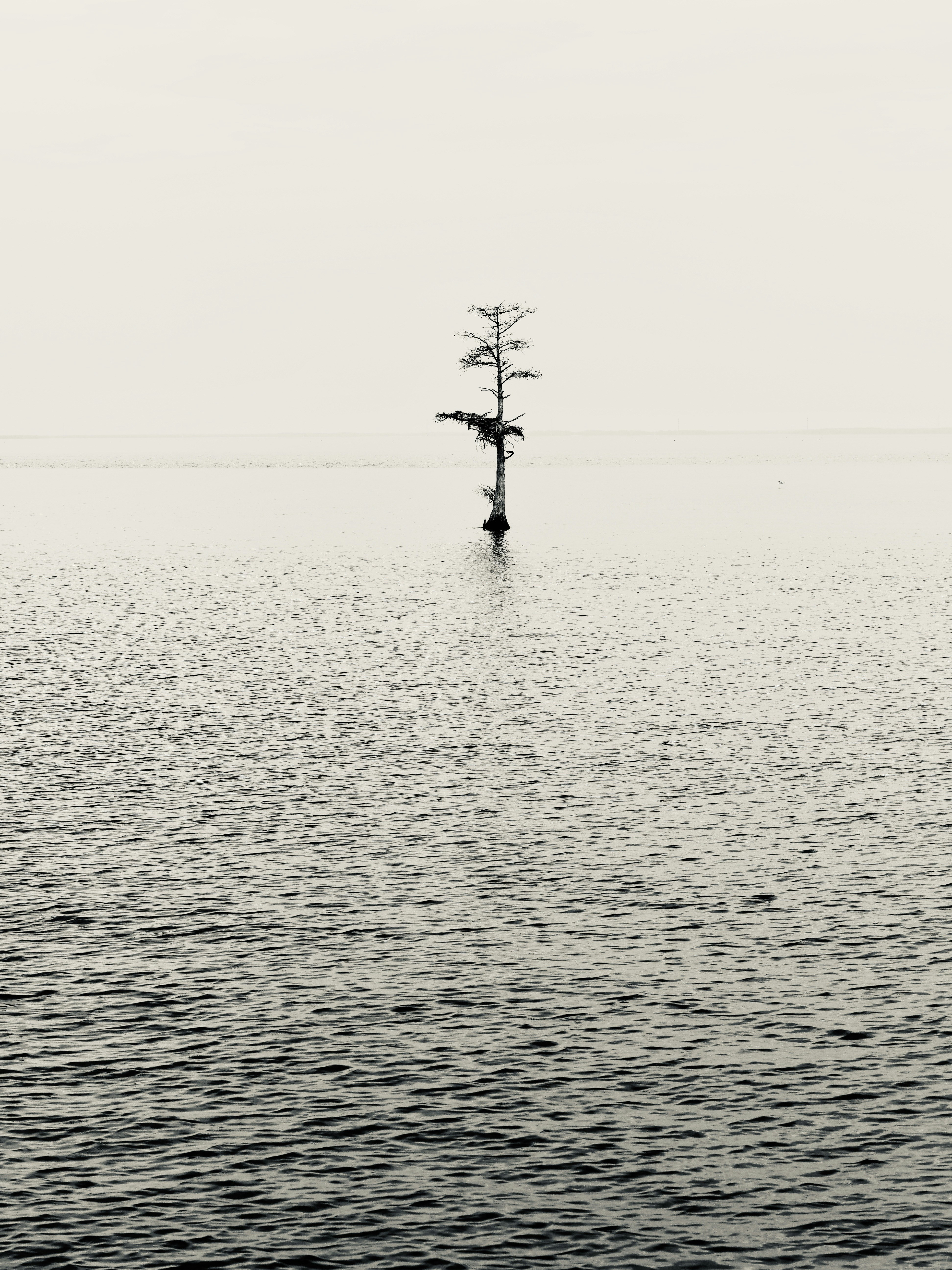 Still Sentinel: a lone tree rising from a quiet sea