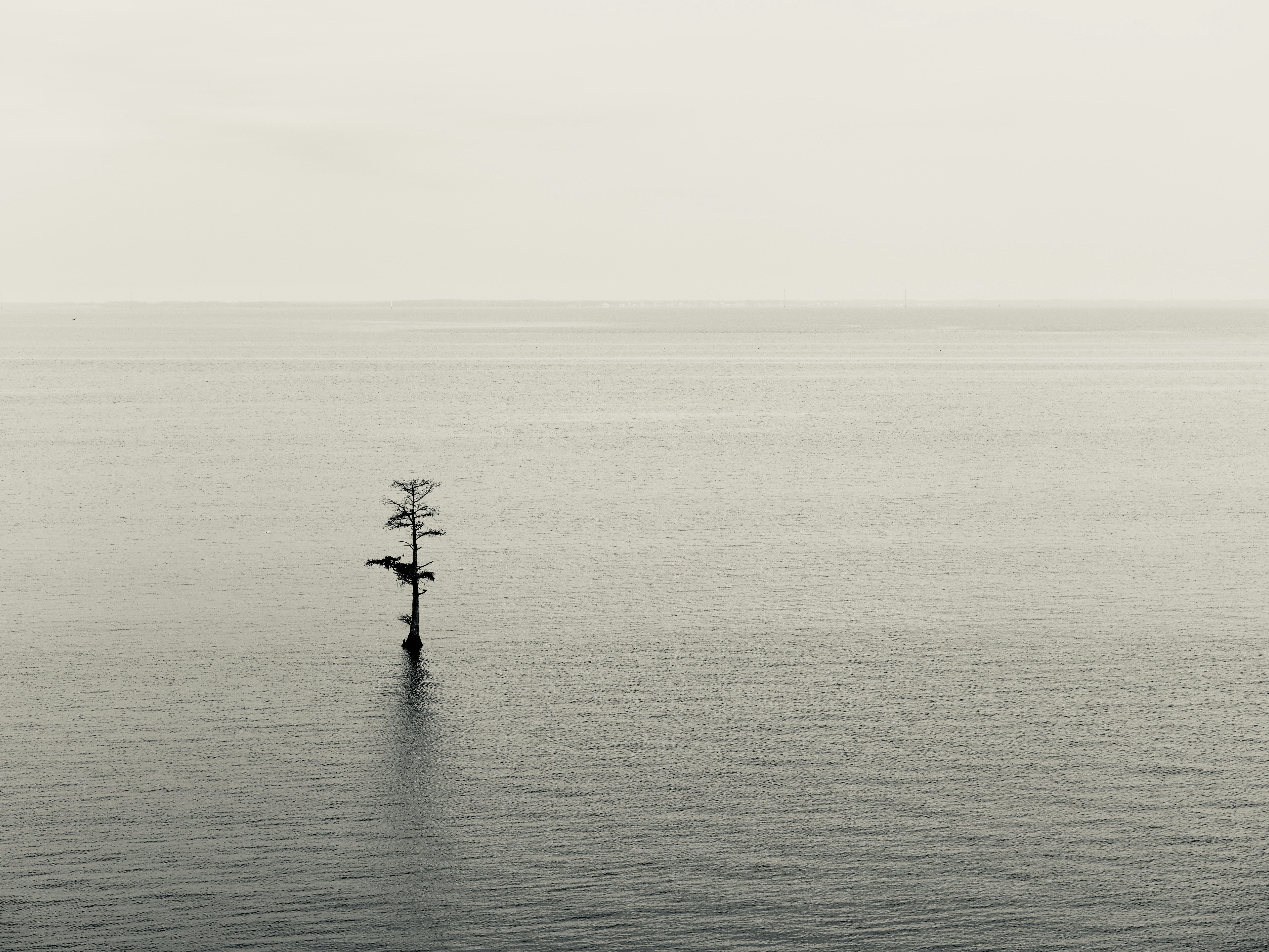 Lone Tree in a Quiet Sea