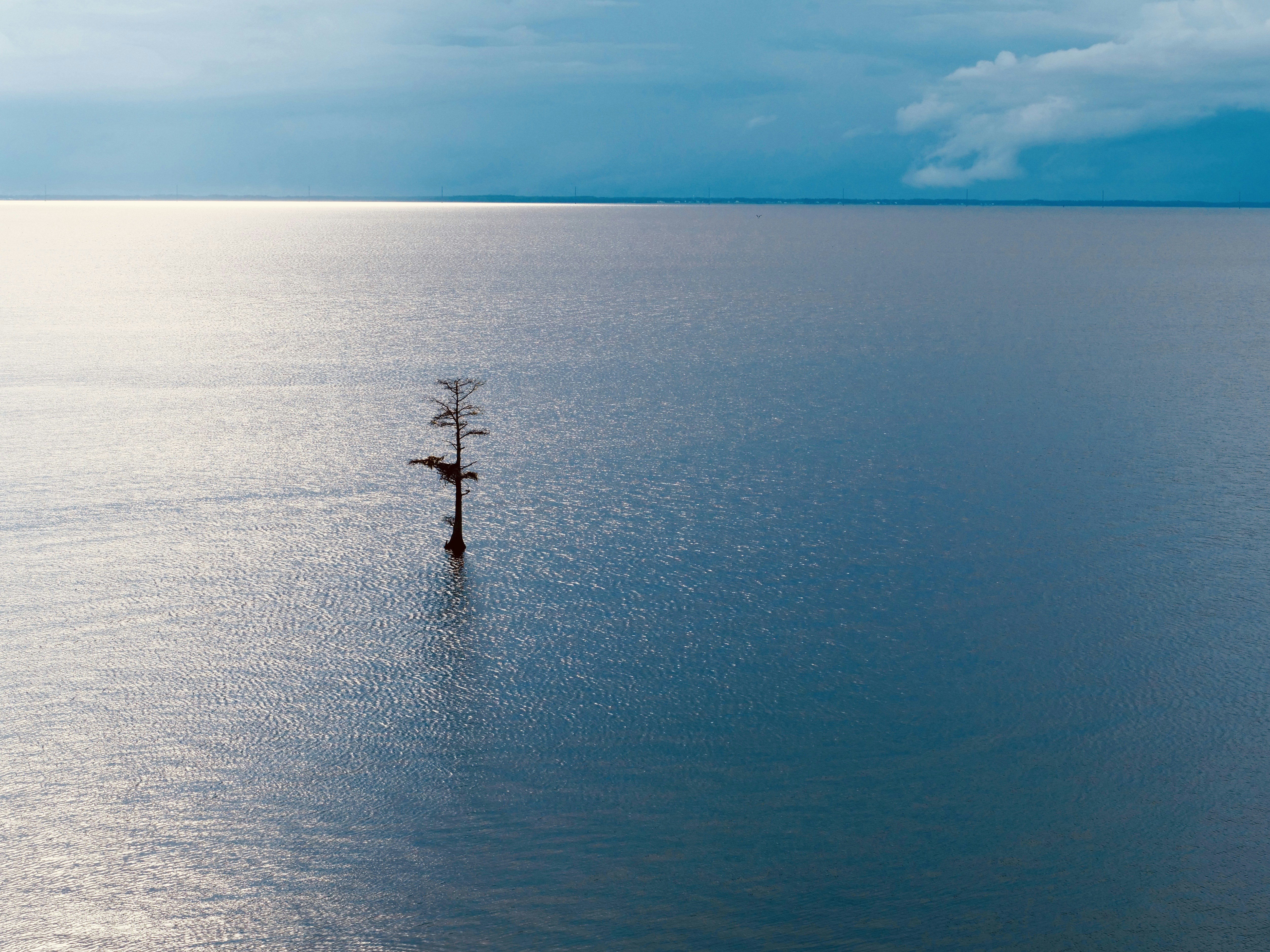 The Lone Sentinel: a solitary tree standing above a glassy sea