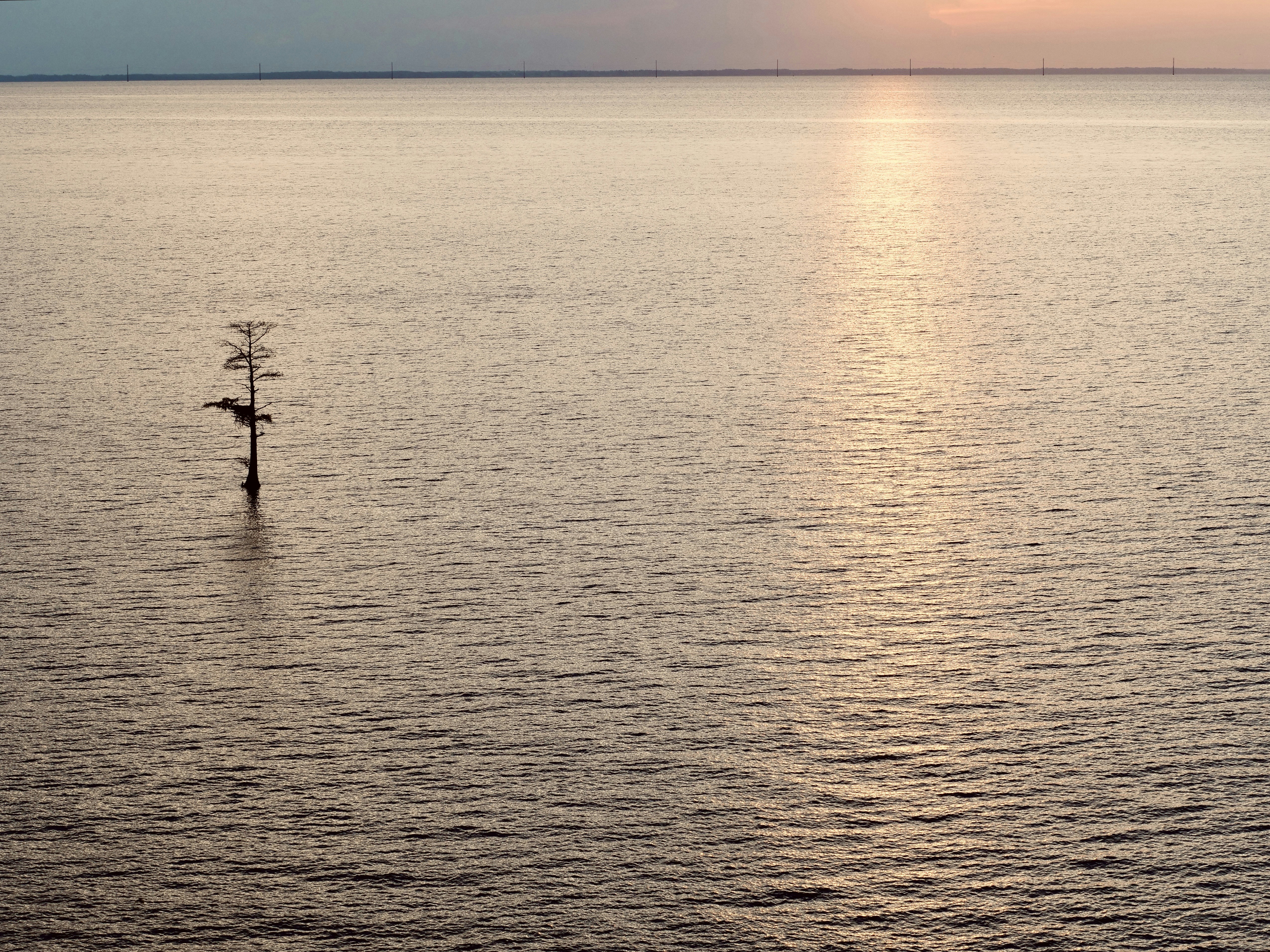 Silhouette of a lone tree in a sunlit sea
