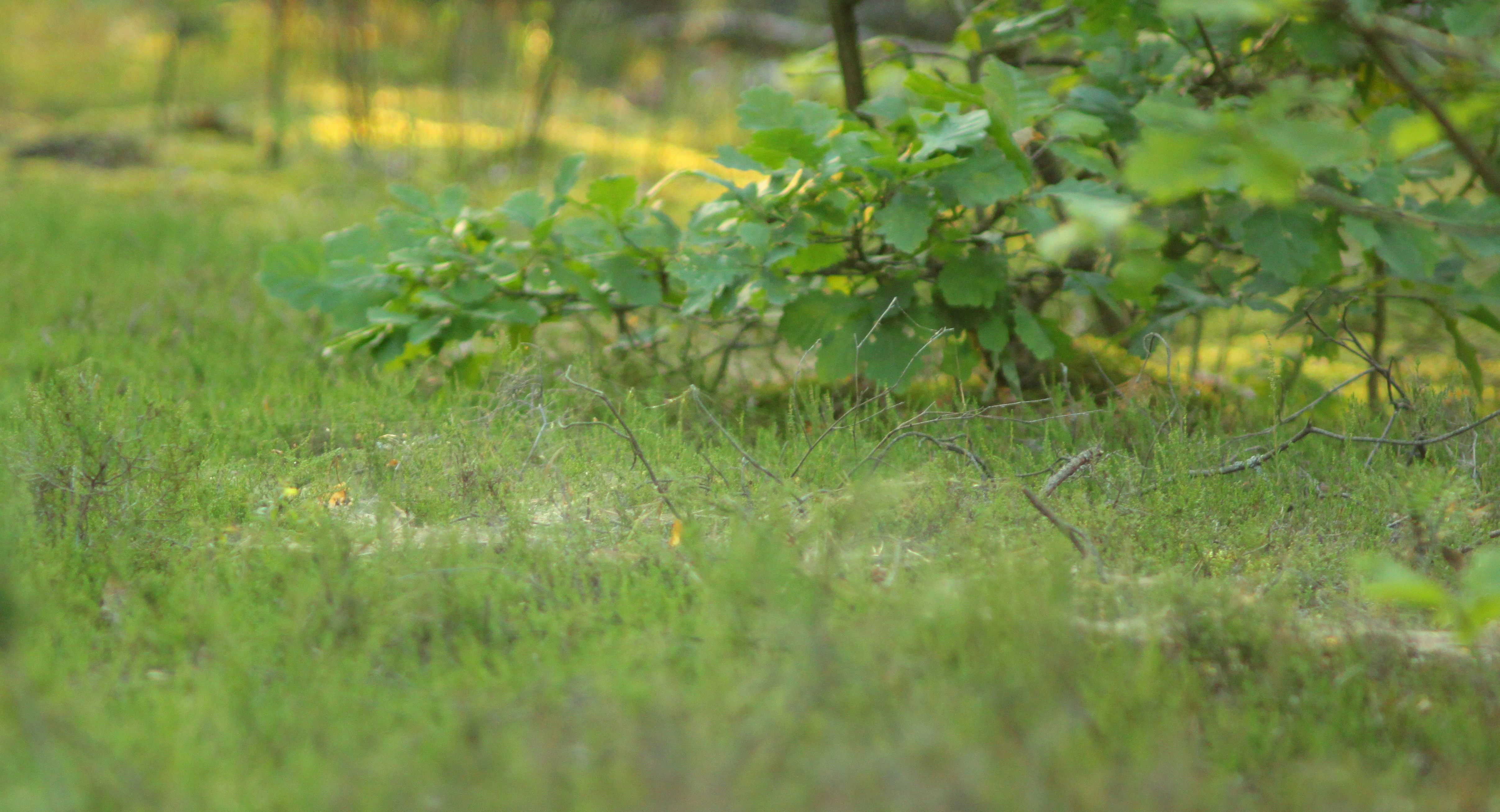 Sunlit Green Boundary: Grass and Shrubs at the Edge of a Field