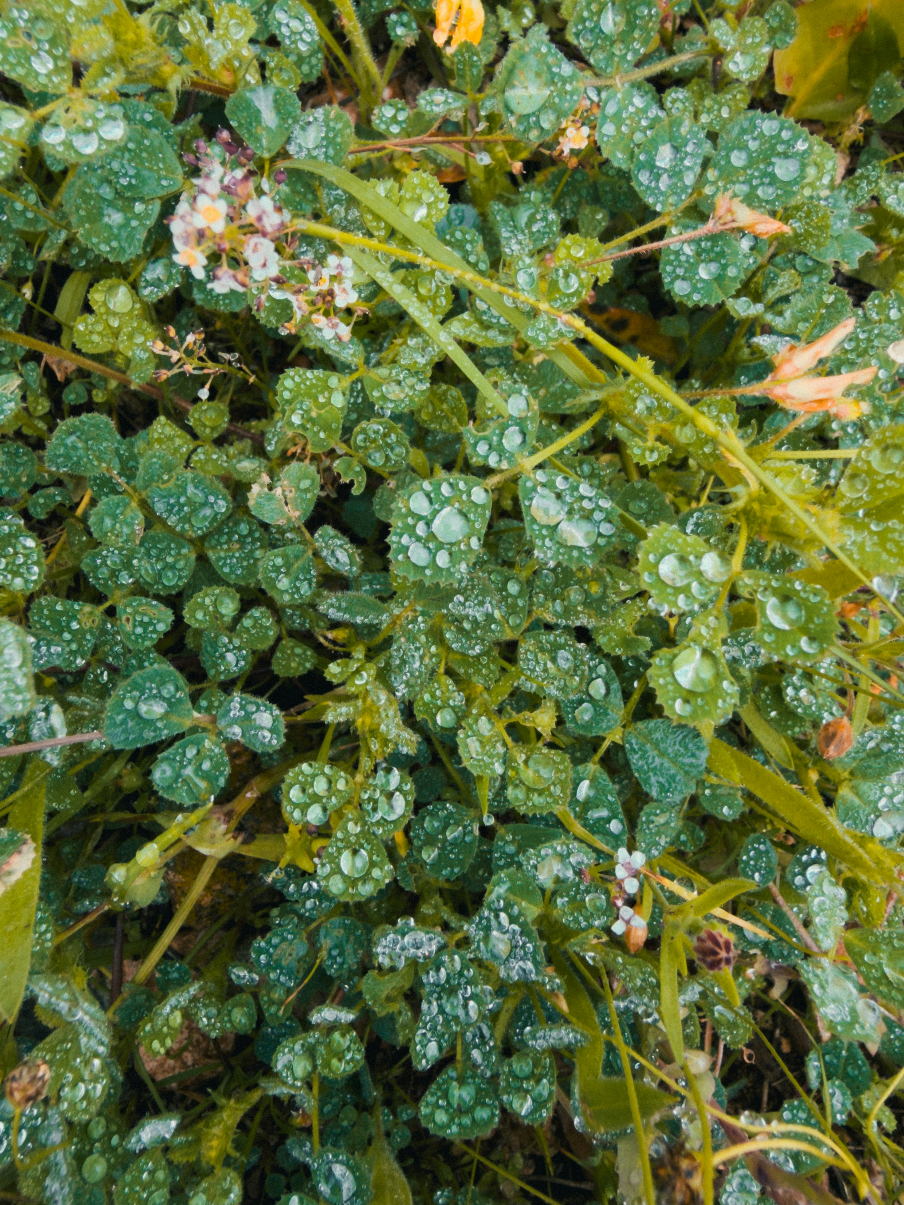 Dew-Kissed Clover Field: Morning Light on Leaves