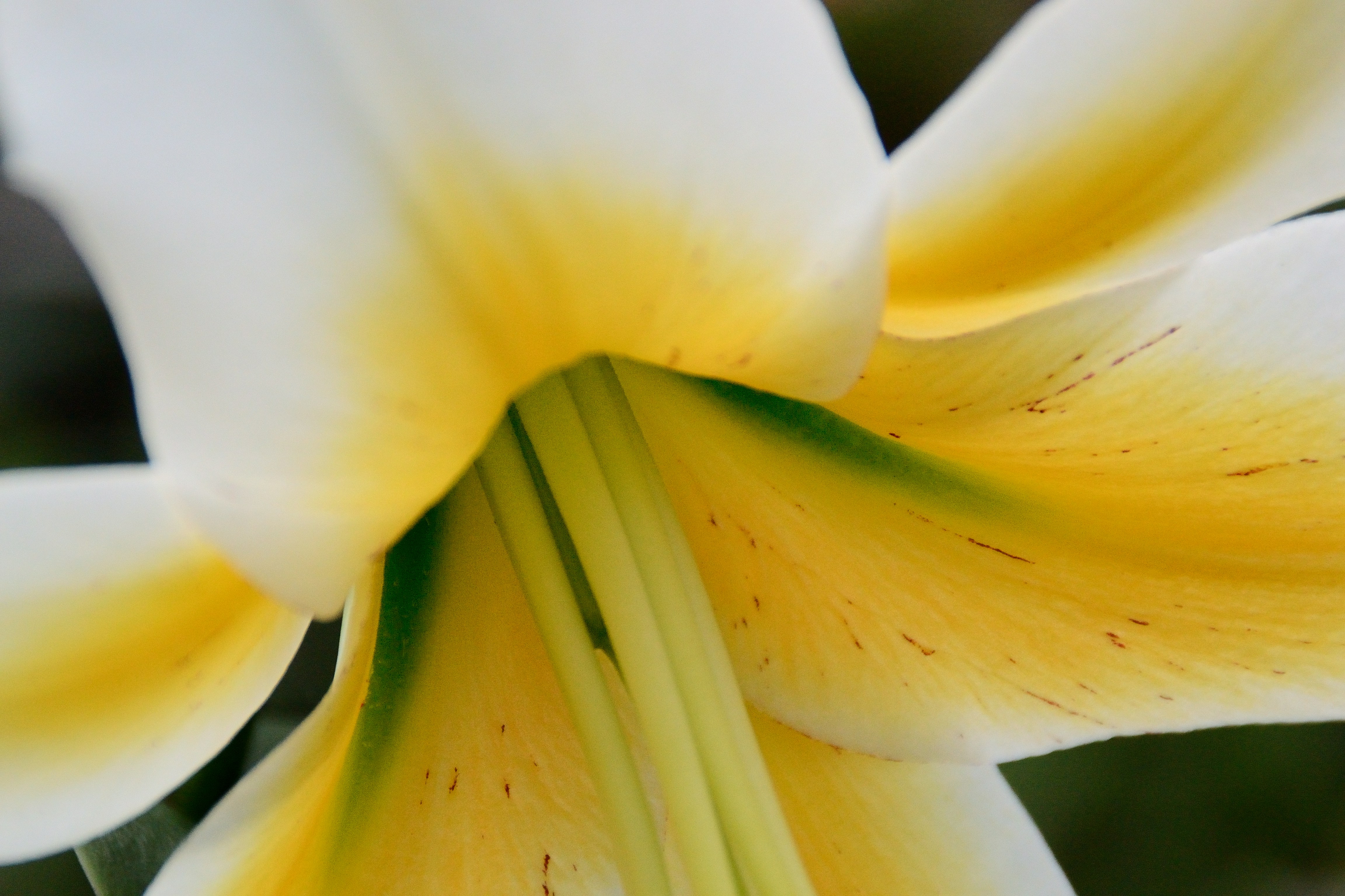Floral Dawn: A Close-Up on White-Yellow Petals and Green Refrains