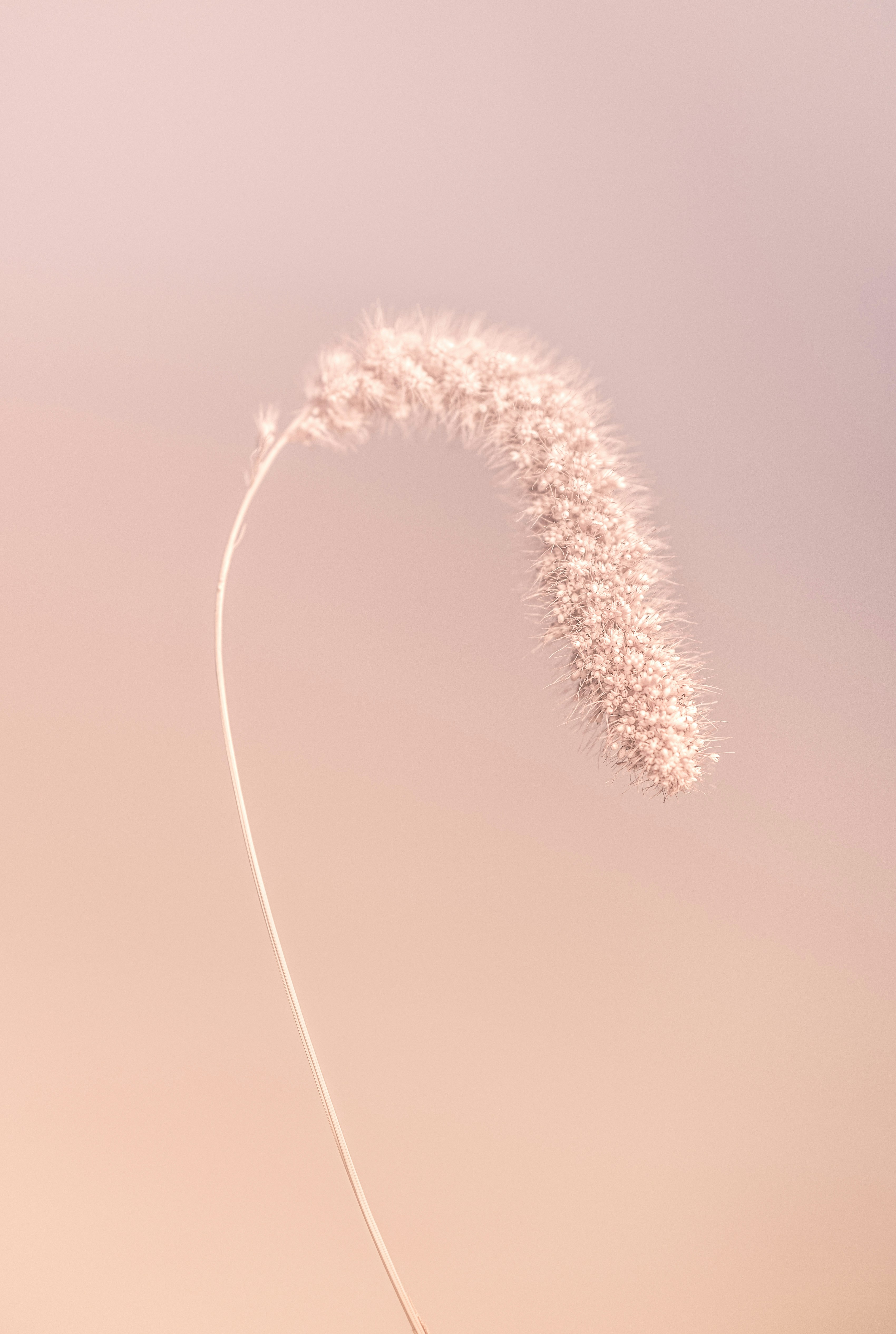 Curled Cloudhead: a single maize-tinted foxtail against a soft blush backdrop