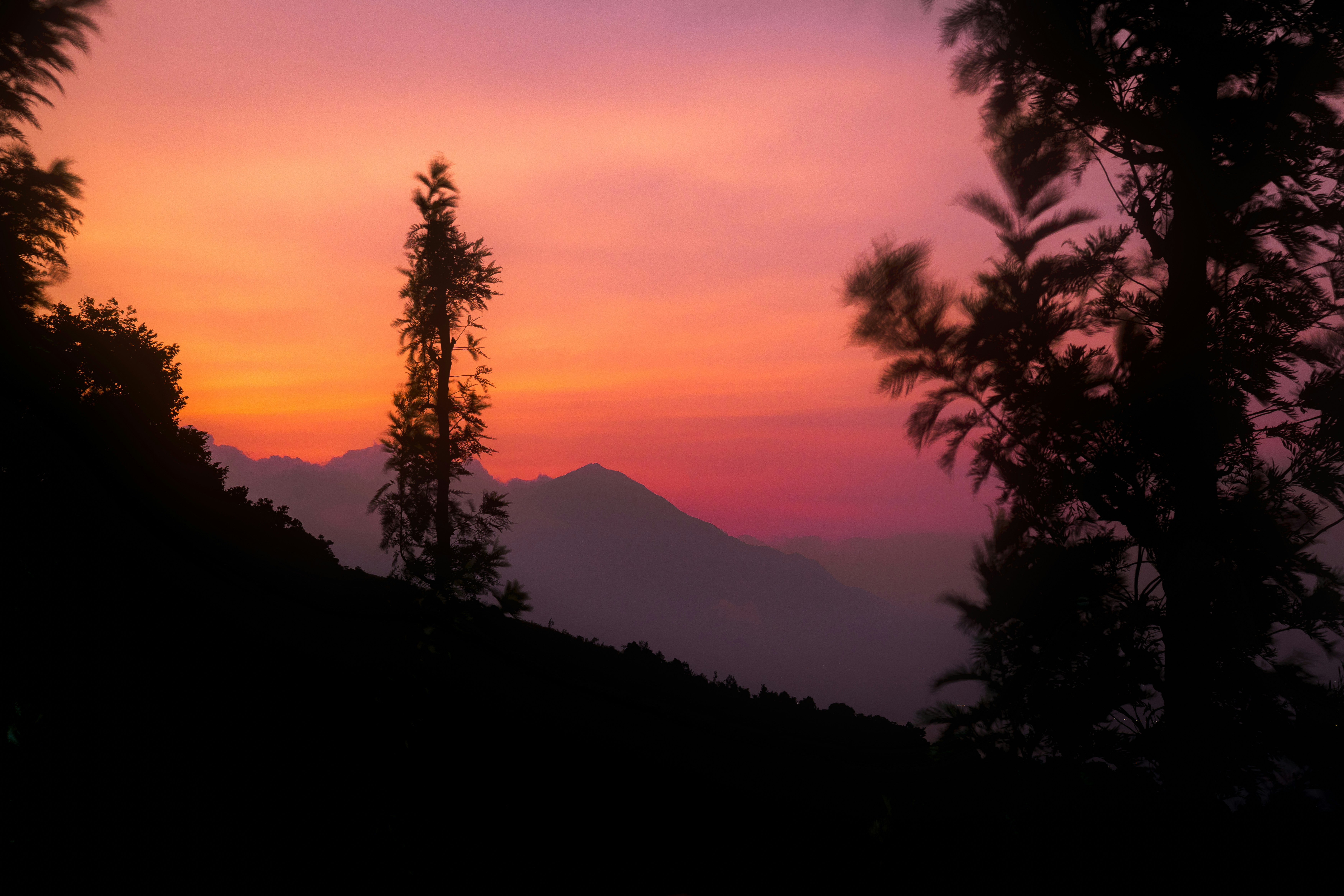 Silhouette Pines at the Edge of the Fire Sky