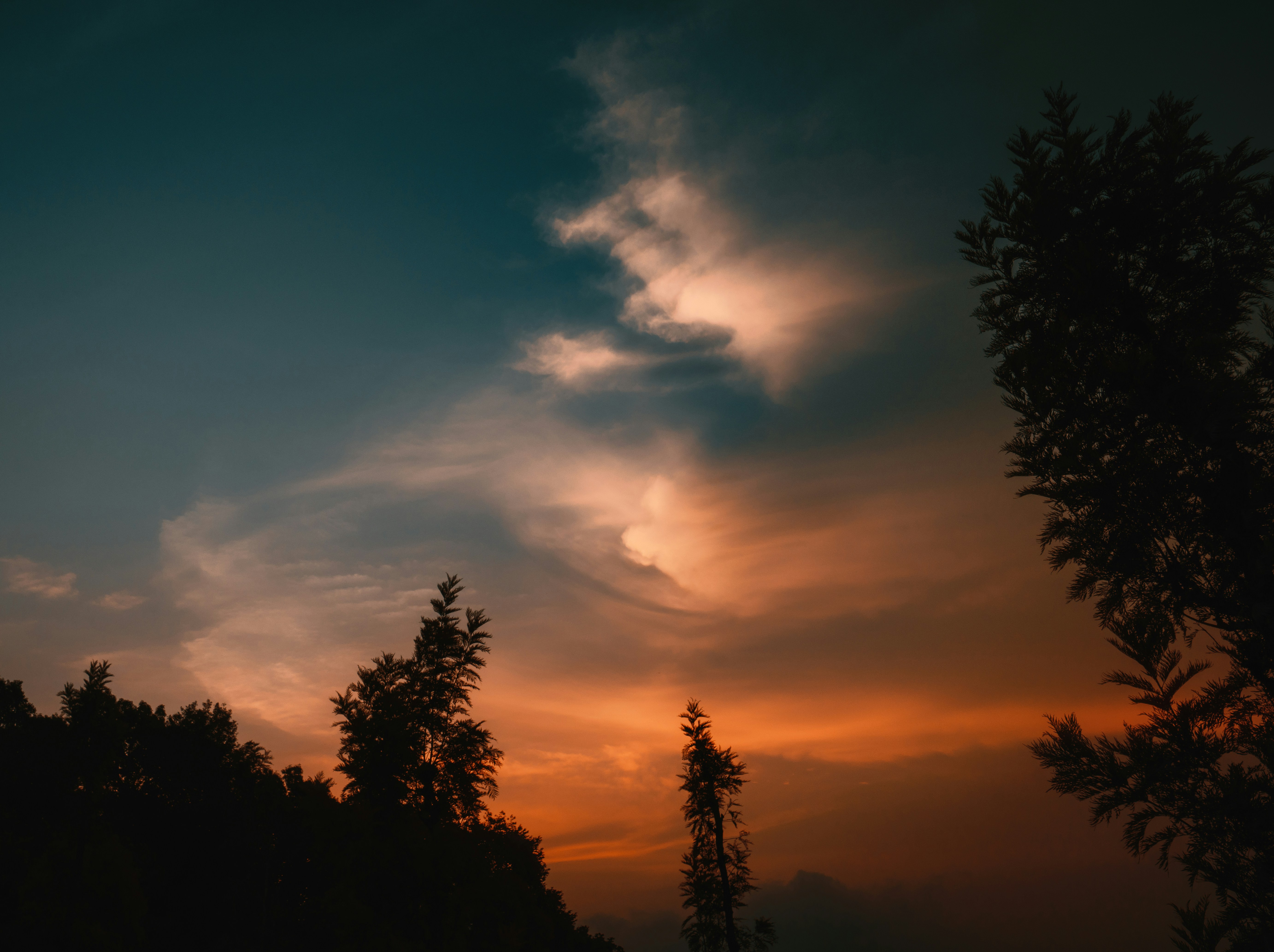 Embers on the Horizon: A Quiet Dusk Over Silhouetted Pines