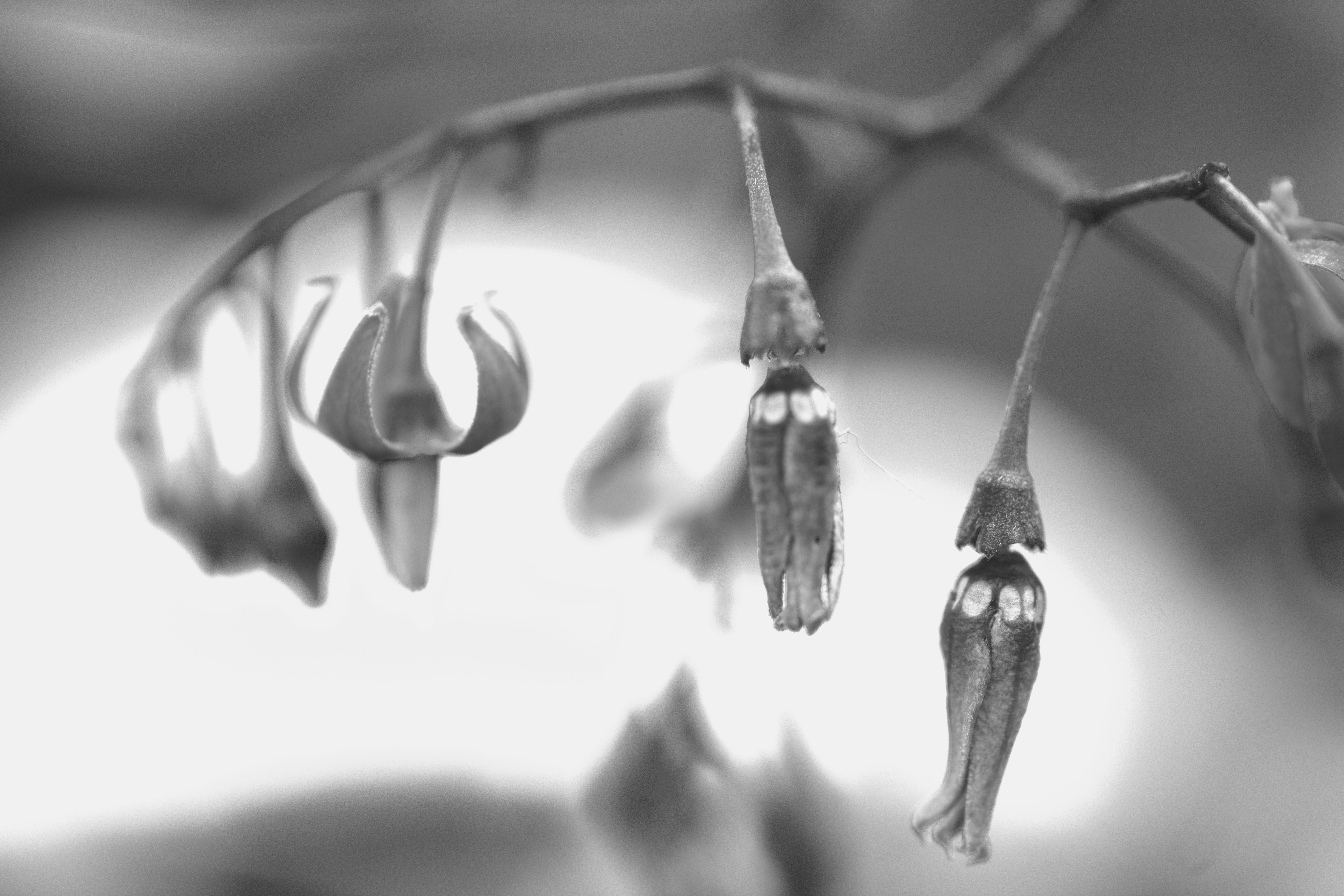 Withered Buds in Soft Focus: A Monochrome Garden Moment