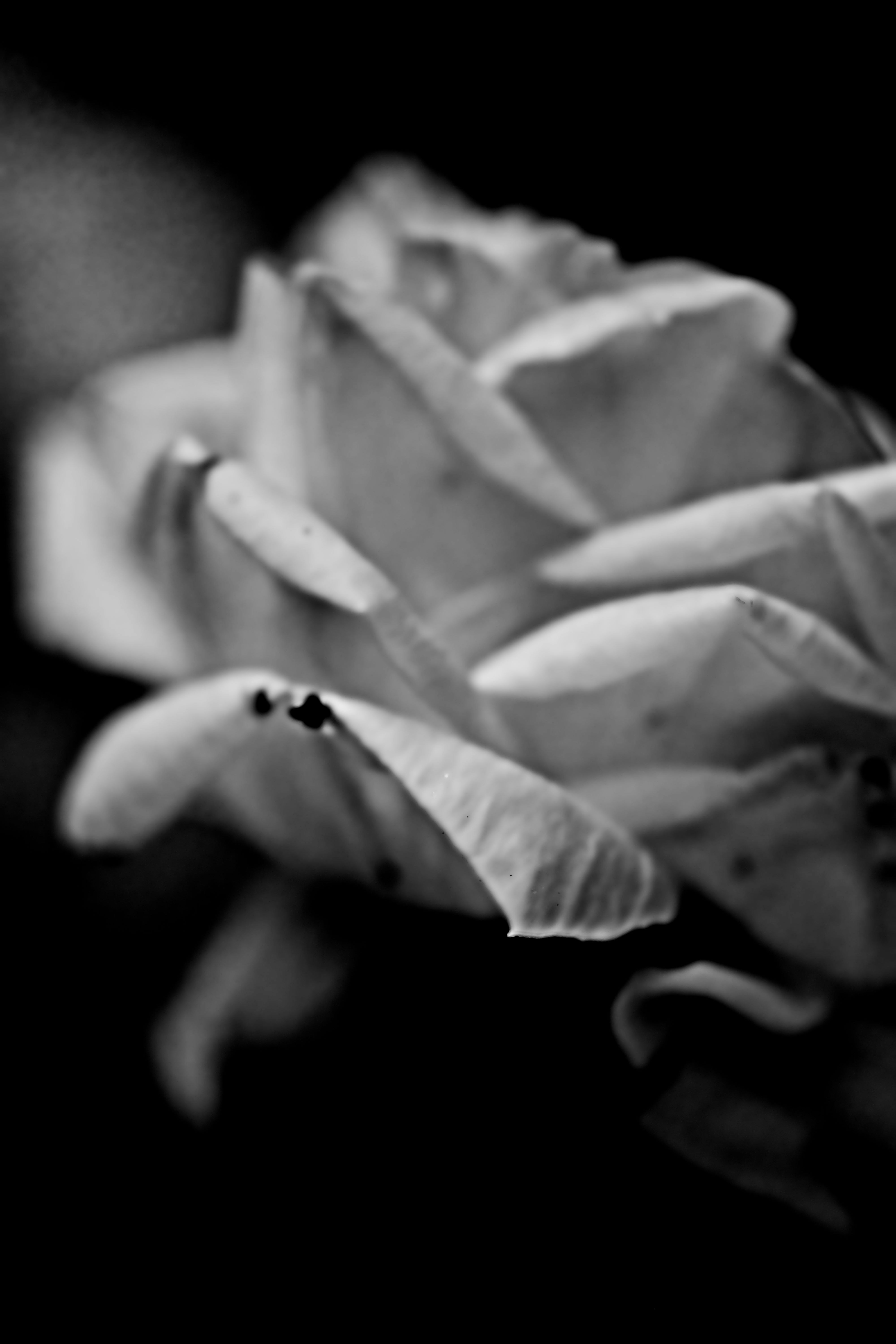 Moonlit Petal: A Quiet Close-Up of a Rose in Soft Focus