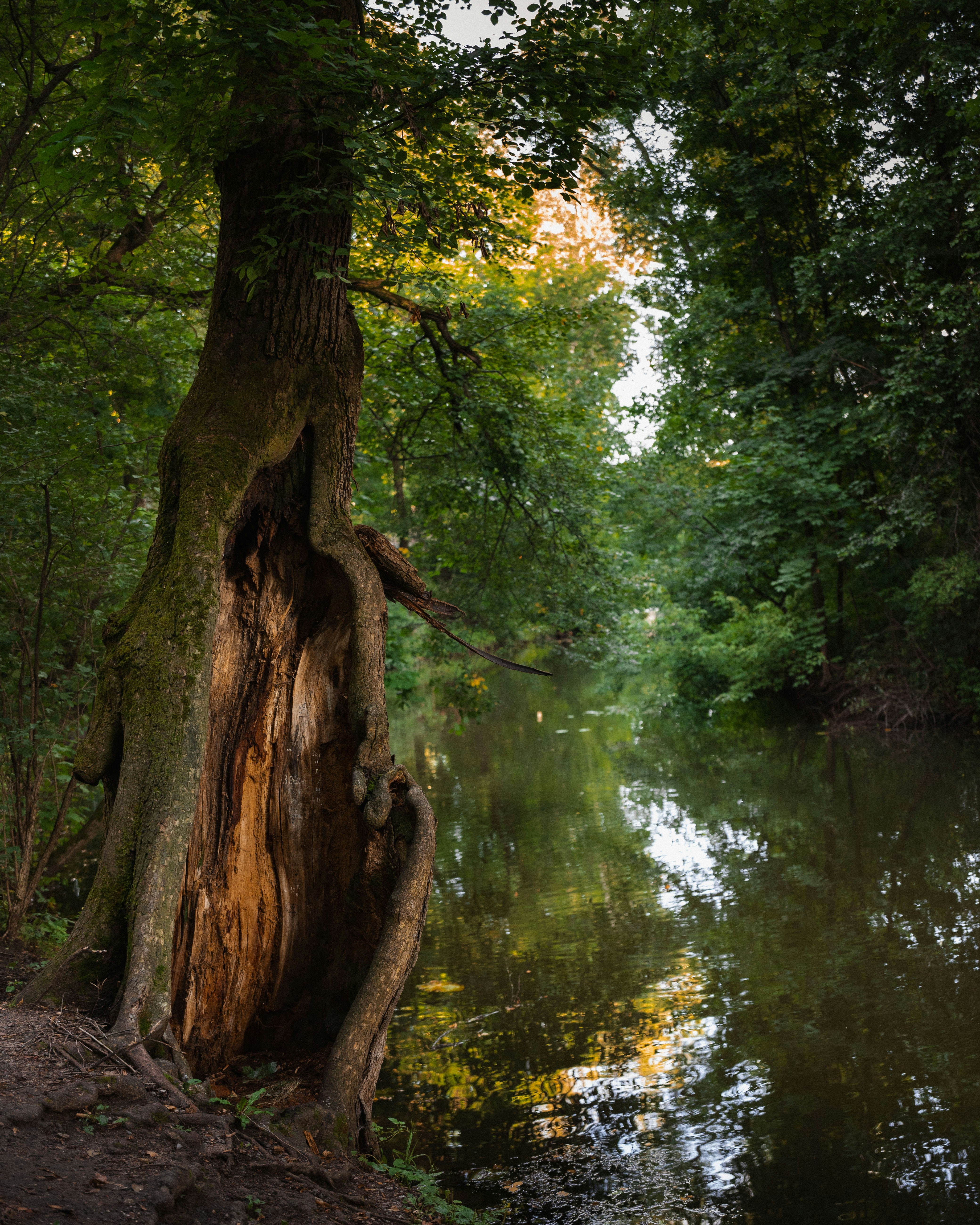 Hollow Guardian: Rooted Sentinel by the River