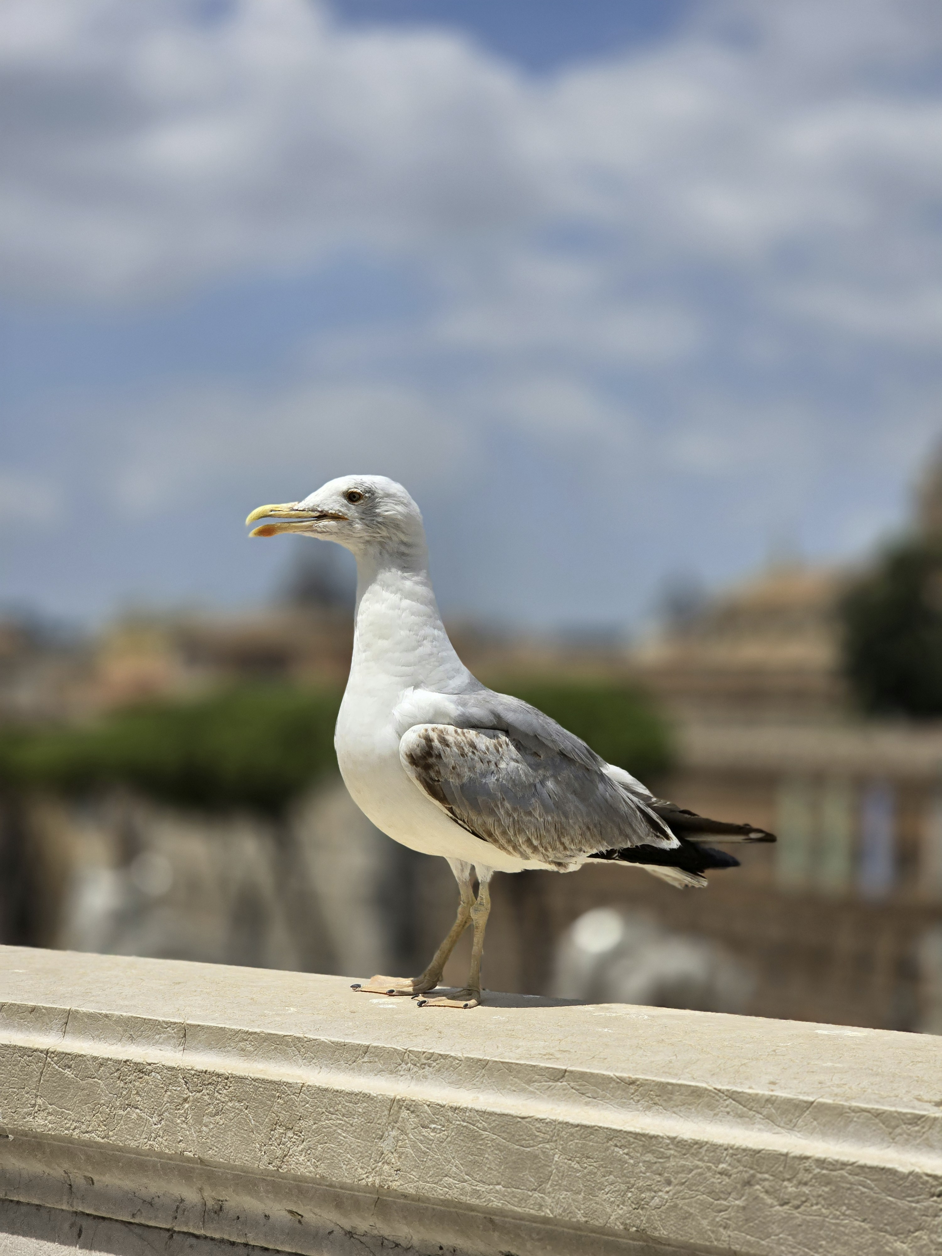 Seabird Sentinel on a sunlit ledge