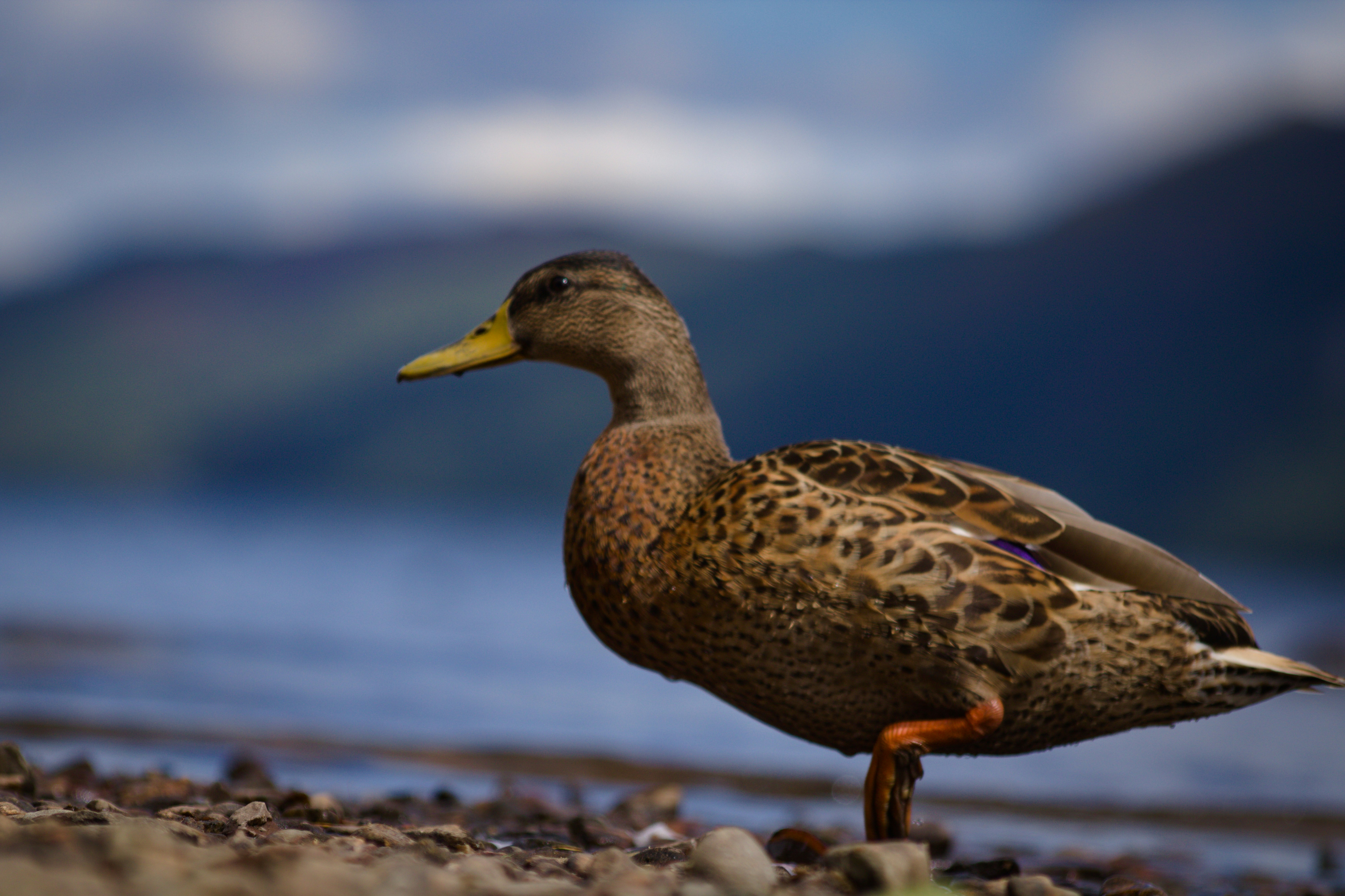 Low-angle Portrait of a Duck at the Water's Edge