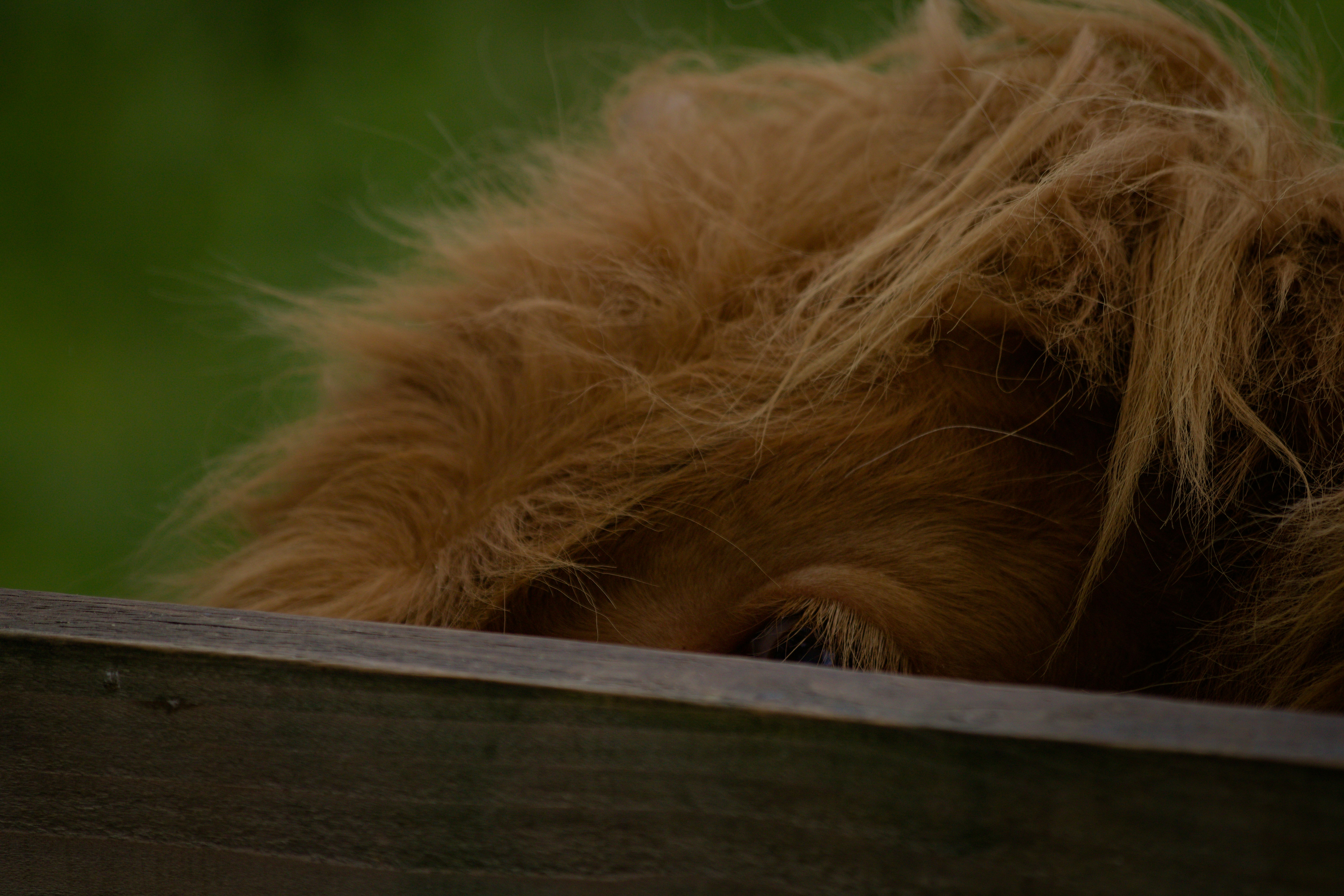 Hushed Gaze Over the Fence: A Secret in Fuzzy Fur