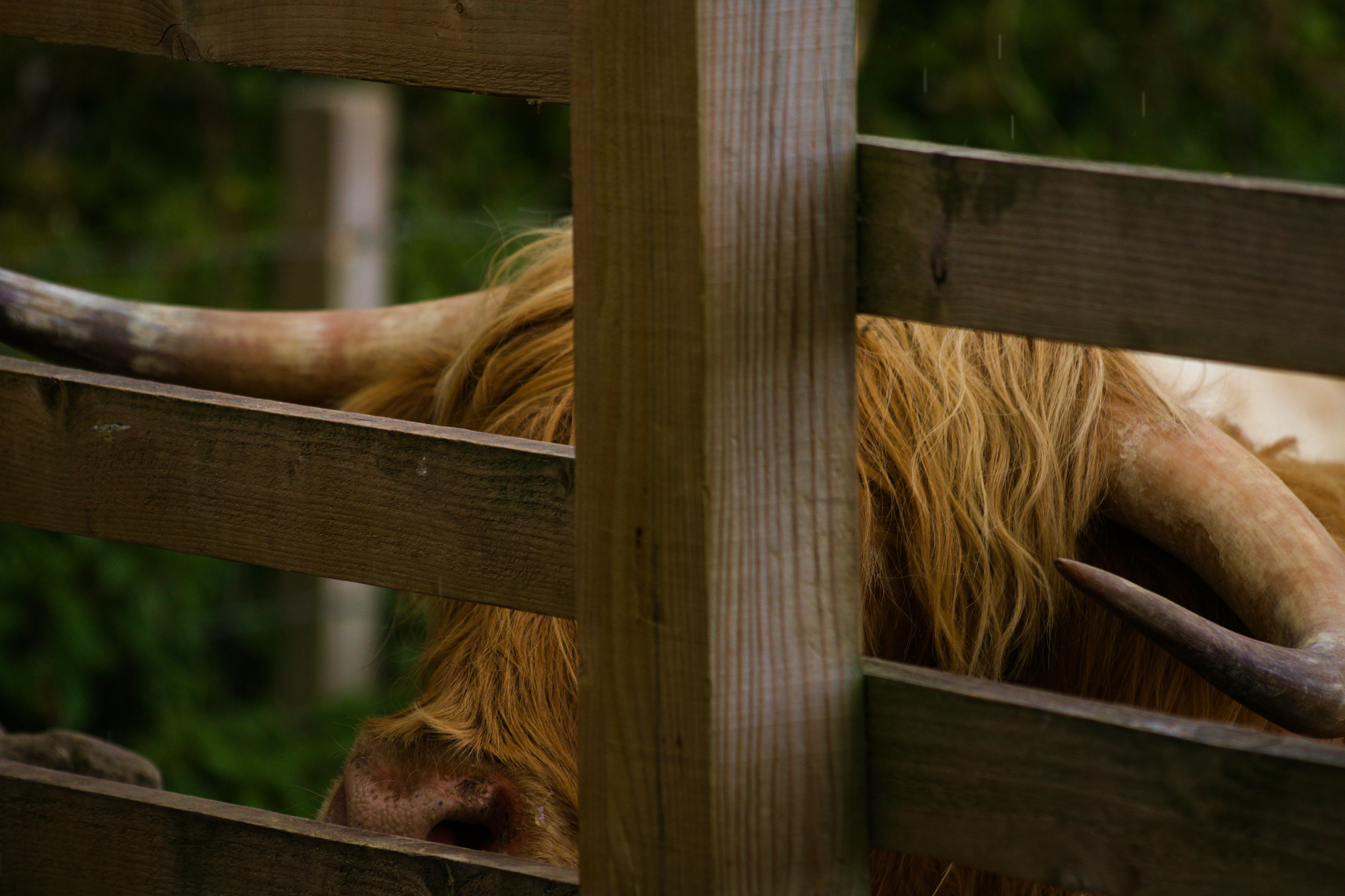 Veiled Highland Horn: A Highlander’s Gaze Through Wooden Slats