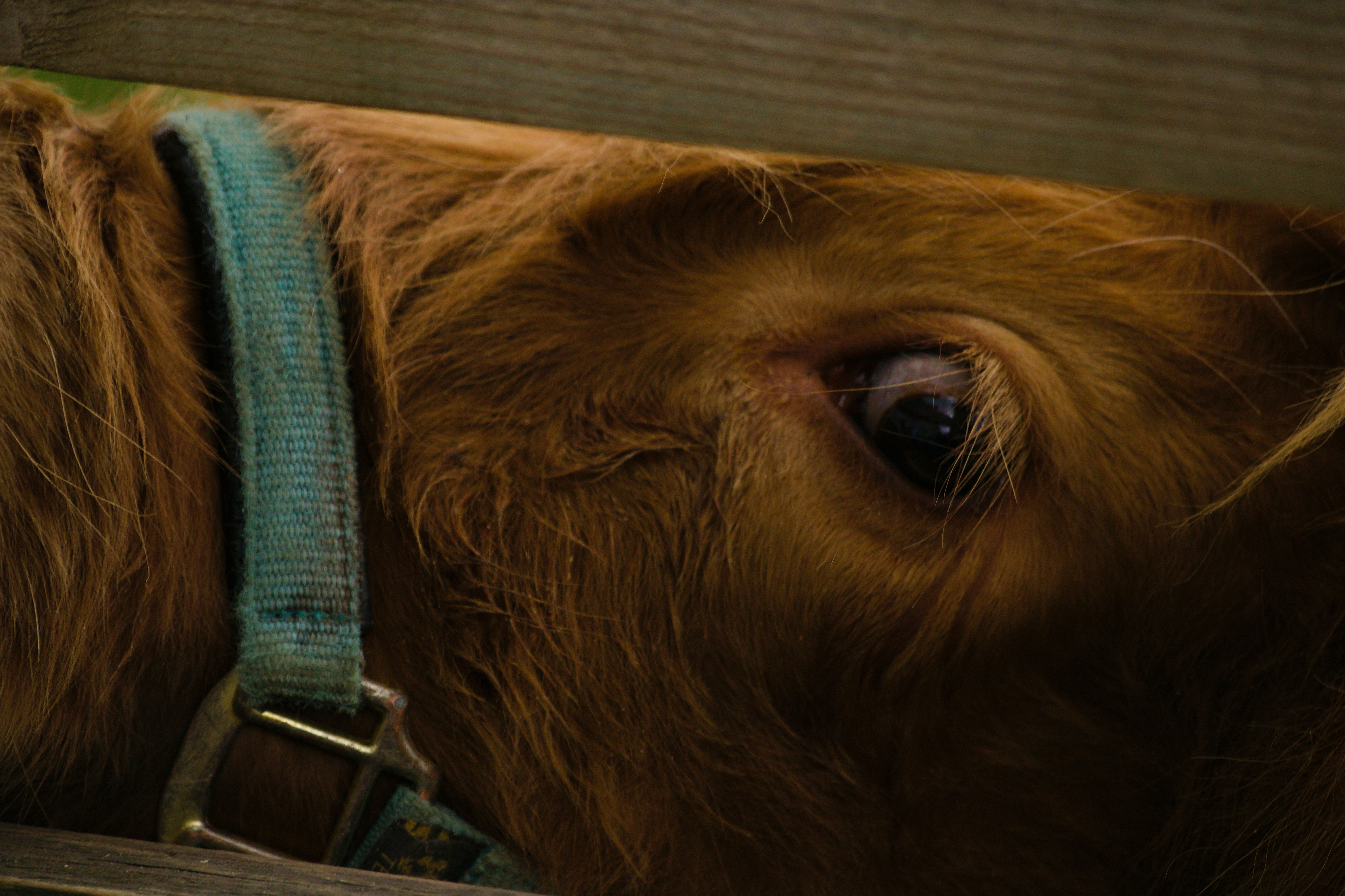 Horse Eye in a Quiet Stall: A Moment of Focus Behind the Wood