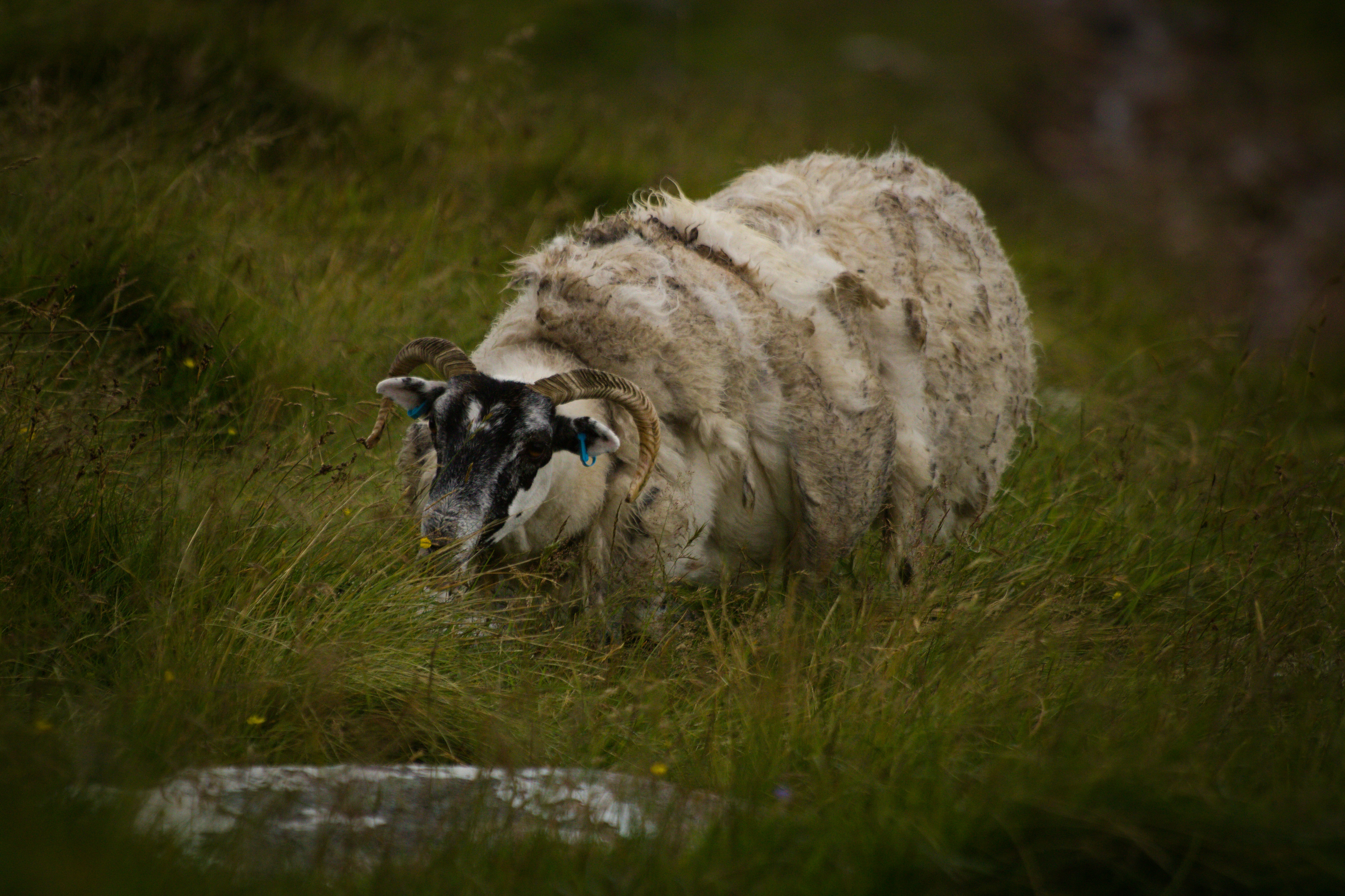 Wary Ram in a Windy Meadow