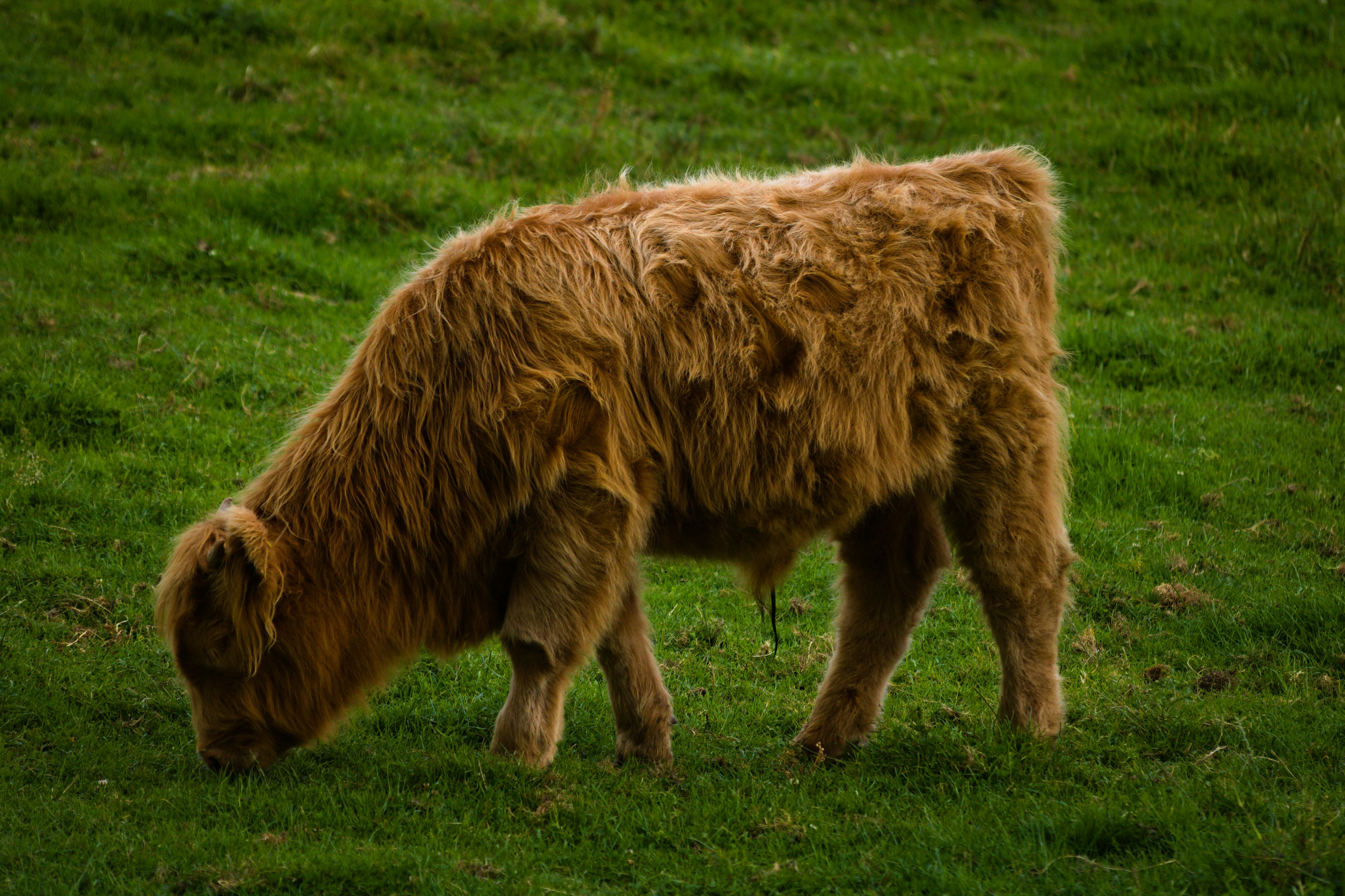 Grazing Golden Farmrobe: A Highland Mule on Green Pastures