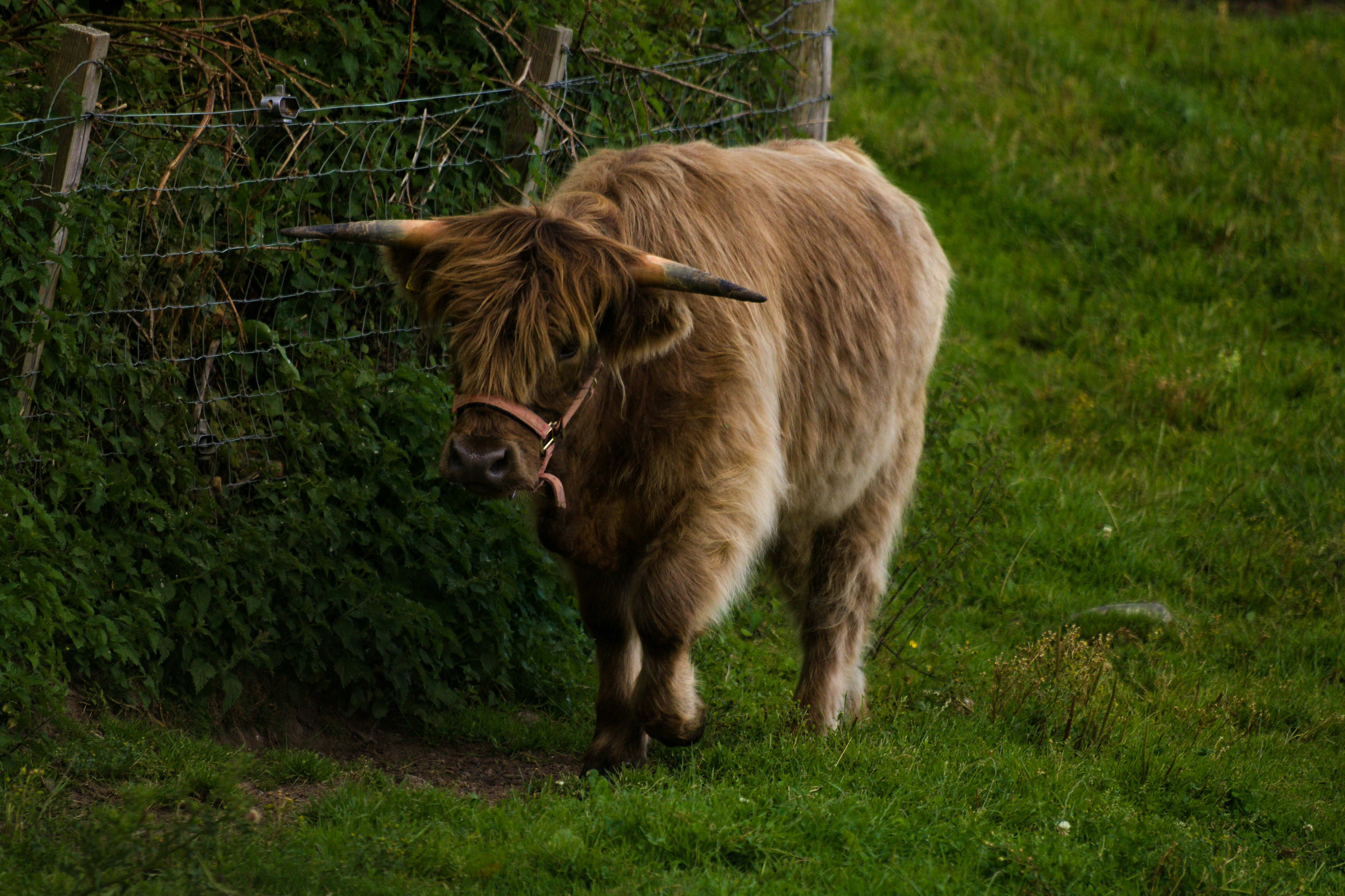 Brown Highland cow walking along a grassy field beside a wire fence with shrubs in the background; natural light, rural scene.