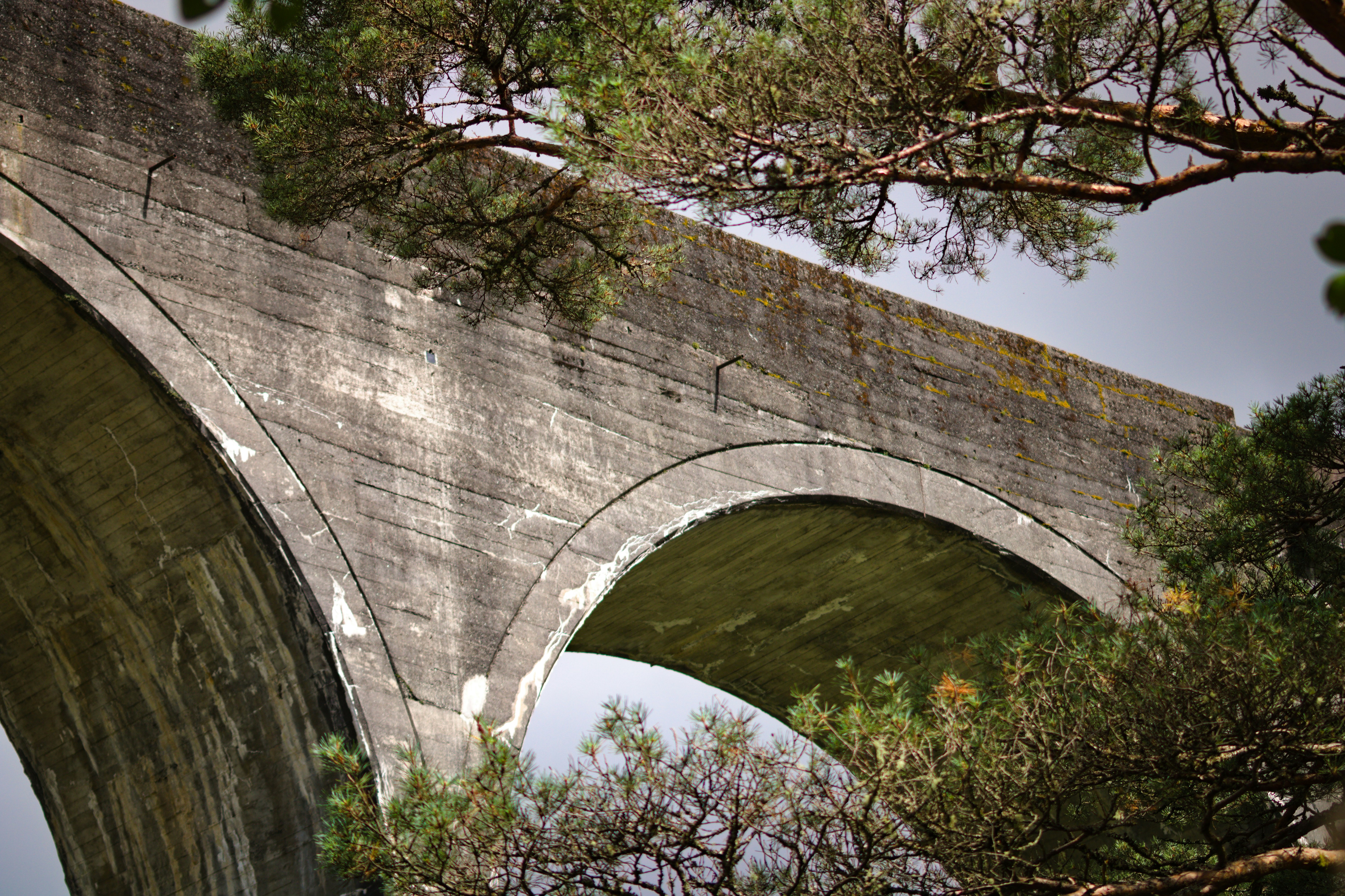 Curved Concrete Arc Stretching Through Verdant Canopy