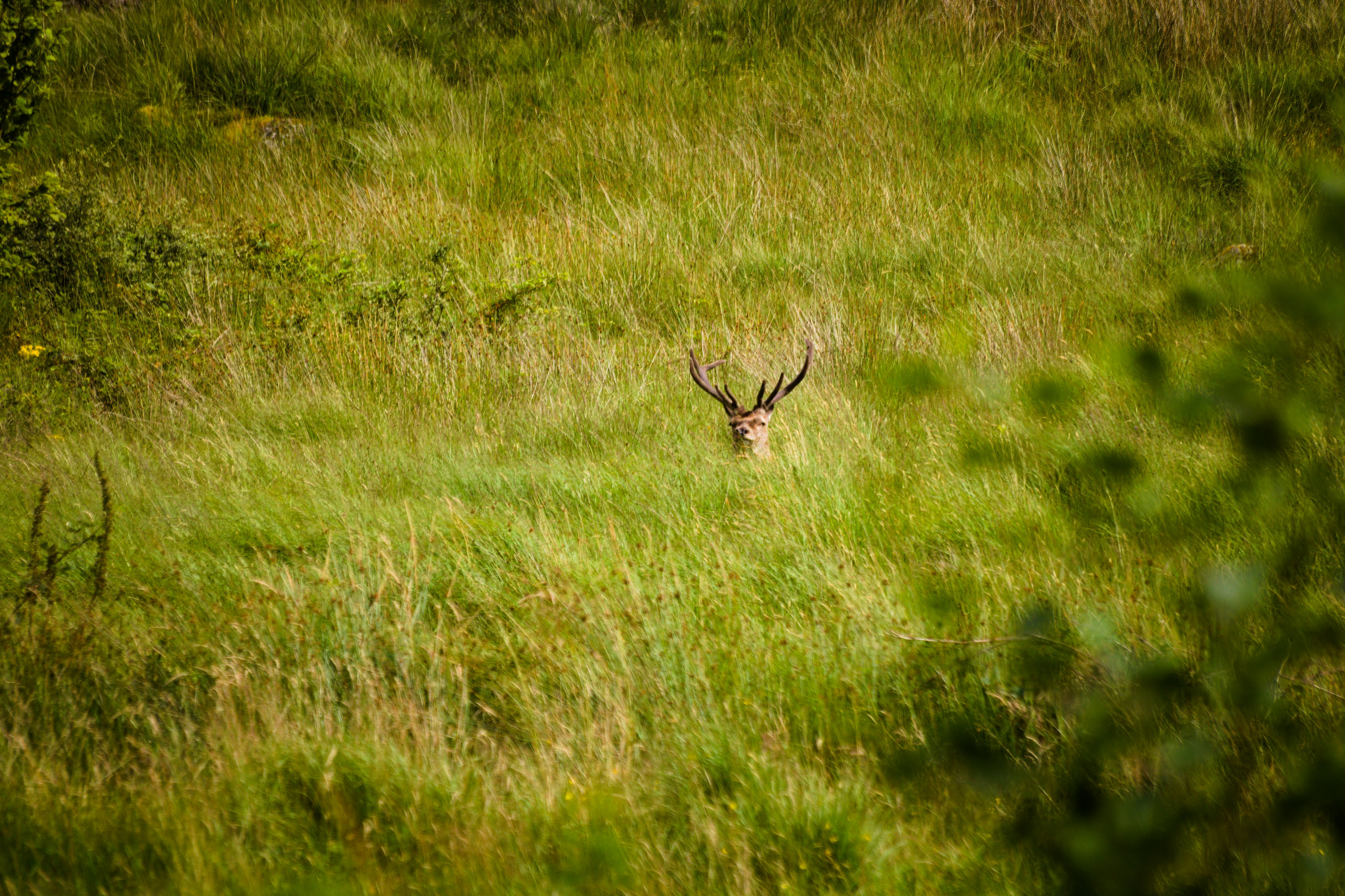 Stag in the Meadow: A Silent Moment Amid Grey-green Grass